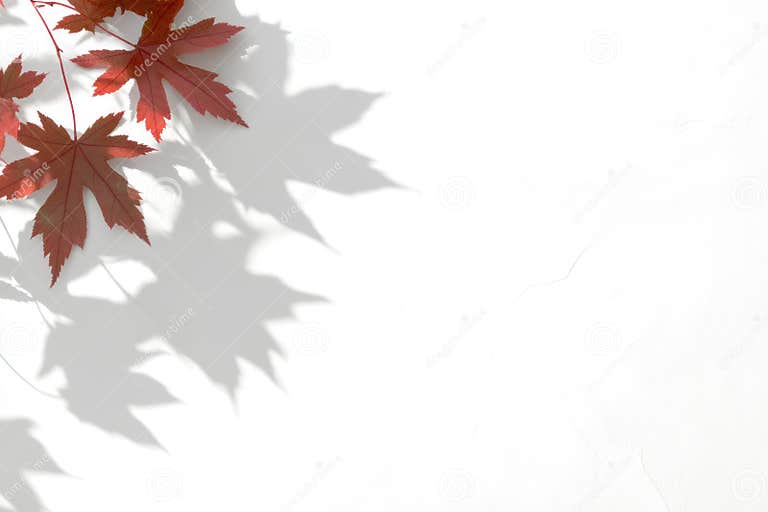 Maple Tree Leaves in Blurred Overlay: Abstract Neutral Nature Concept ...