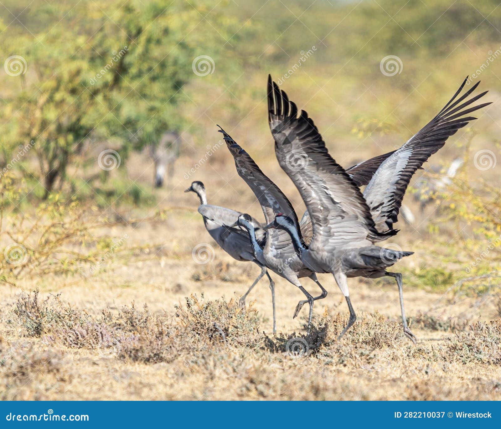 Stunning Image of a Flock of Cranes Gathered in the Desert Stock Image ...