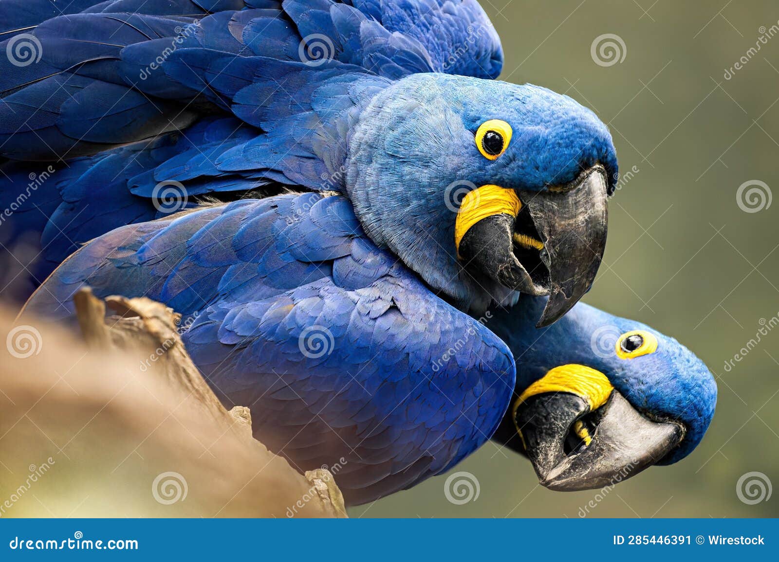 Stunning Image of Two Blue Macaws Standing Side-by-side in a Natural ...