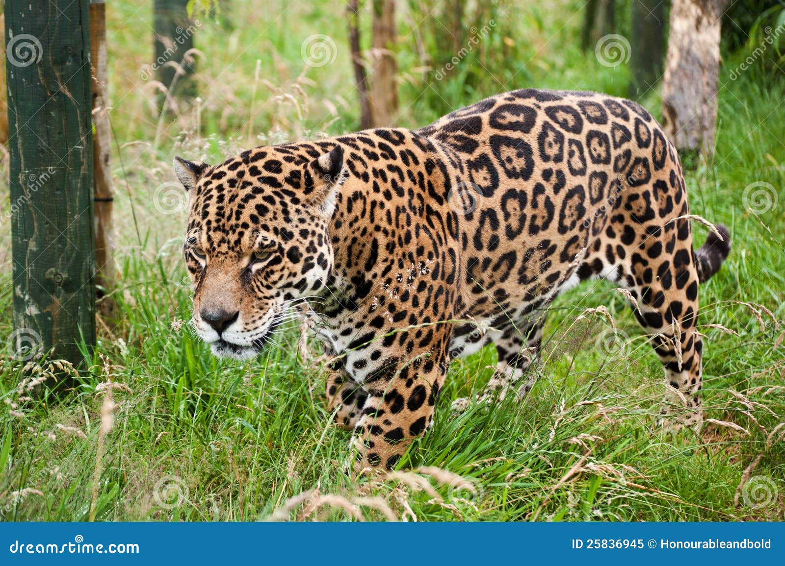 Stunning Jaguar Panthera Onca Prowling Stock Image - Image of powerful ...
