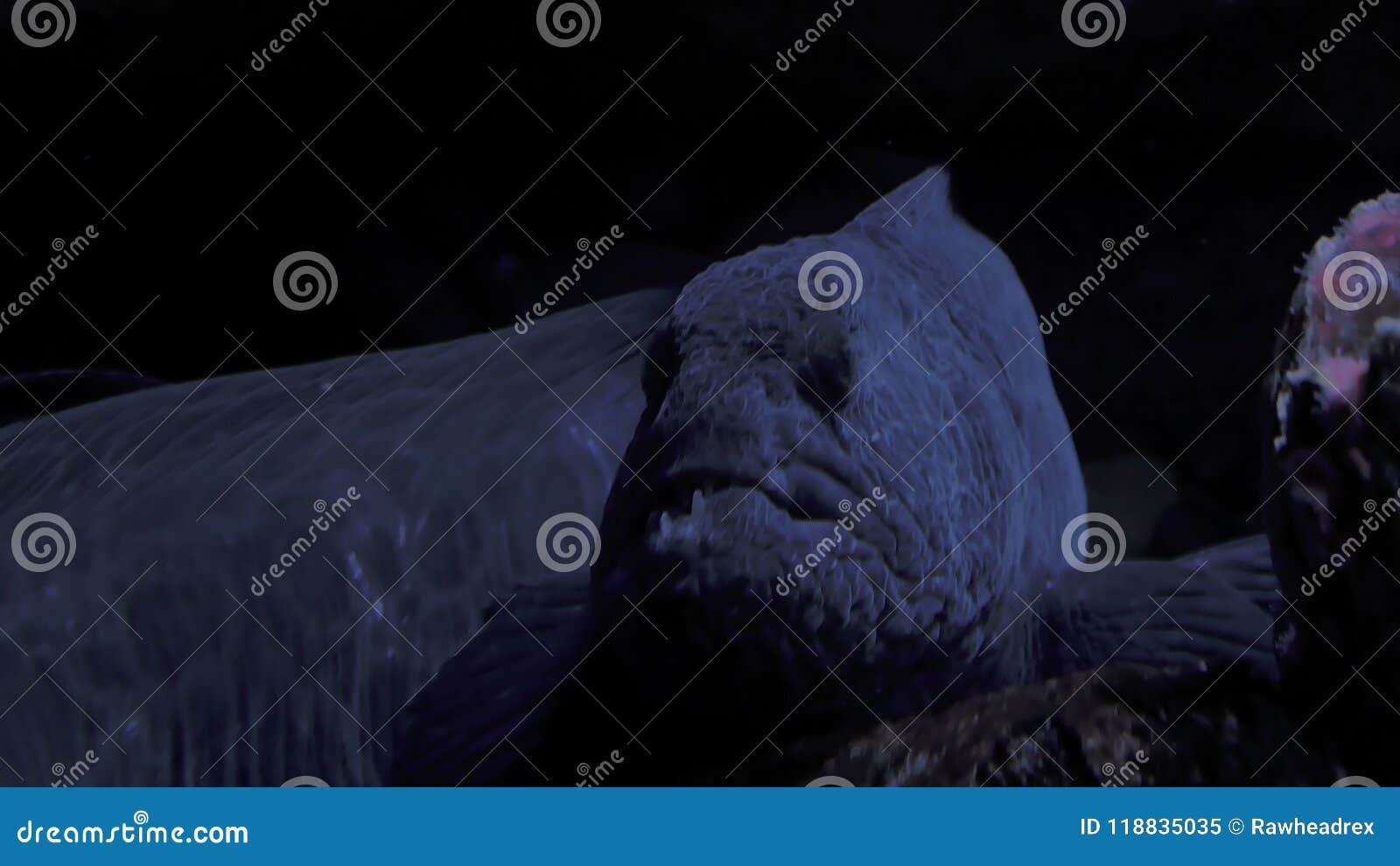 Angry Wolf eel in 4K stock video. Video of ugly, closeup - 118835035