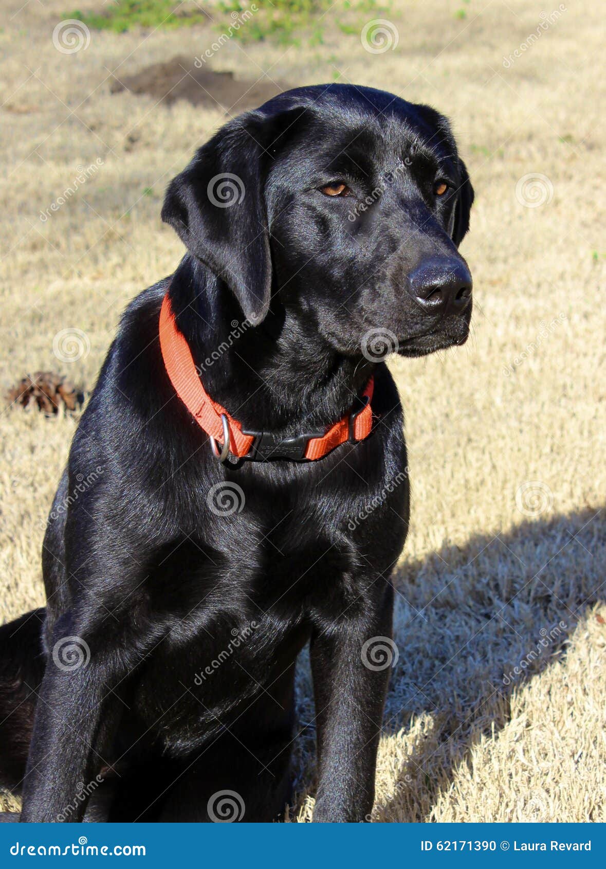 Stunning Labrador Retriever Stock Photo - Image of stunning, focused ...