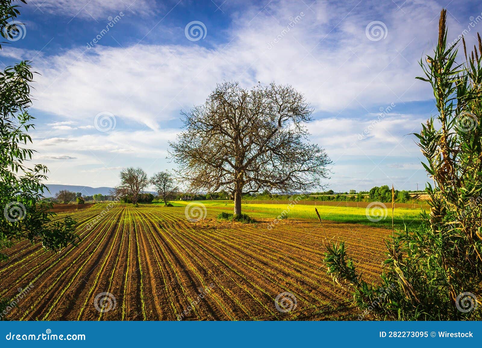 Stunning Landscape Featuring a Lush Green Field, with a Row of Bare ...