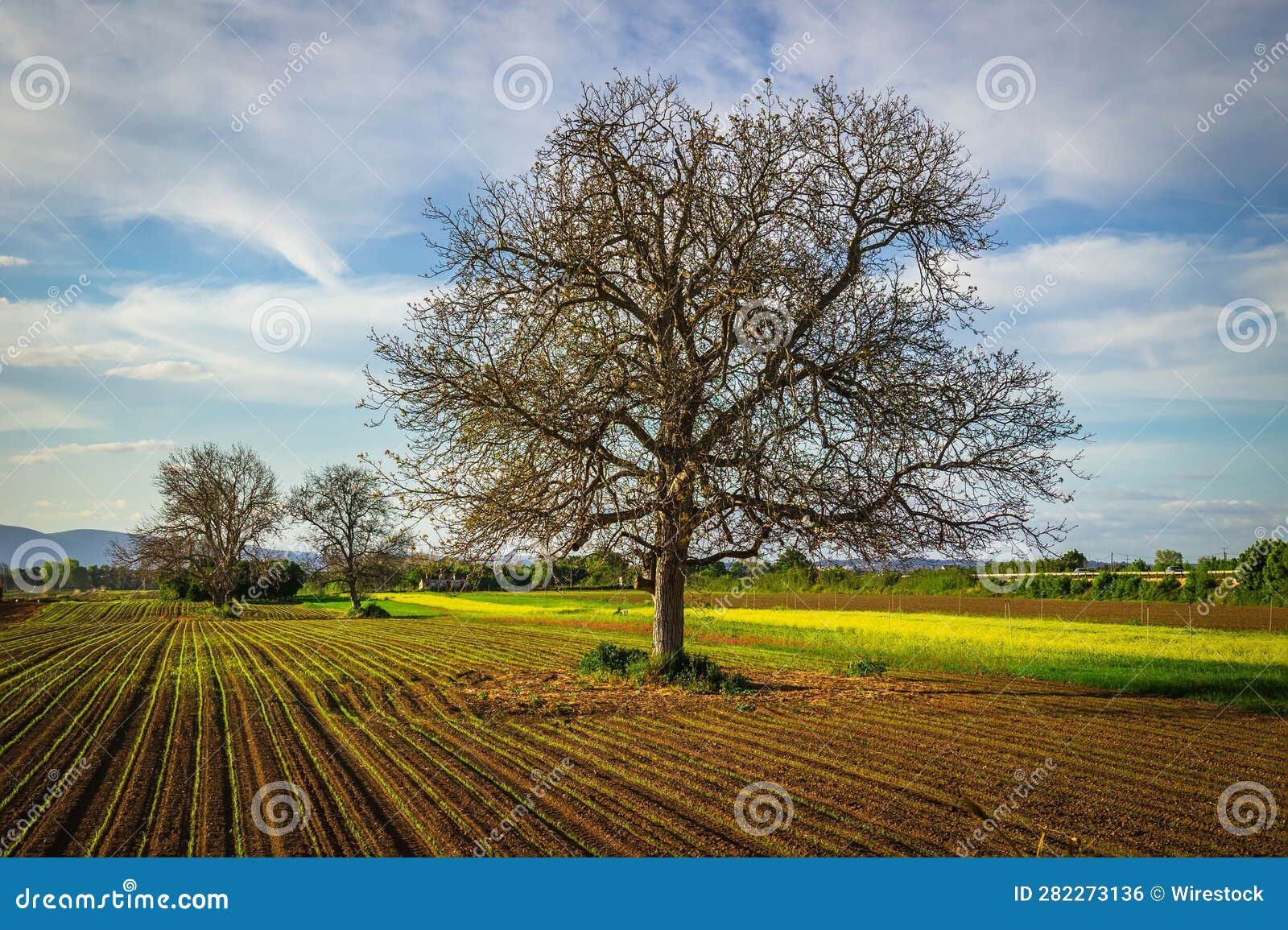Stunning Landscape Featuring a Lush Green Field, with a Row of Bare Trees in the Background ...