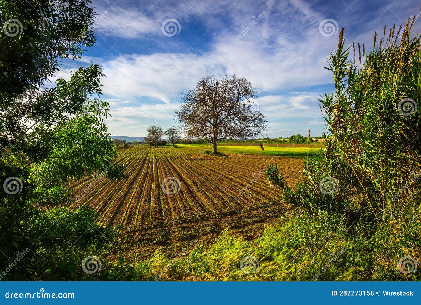 Stunning Landscape Featuring a Lush Green Field, with a Row of Bare ...