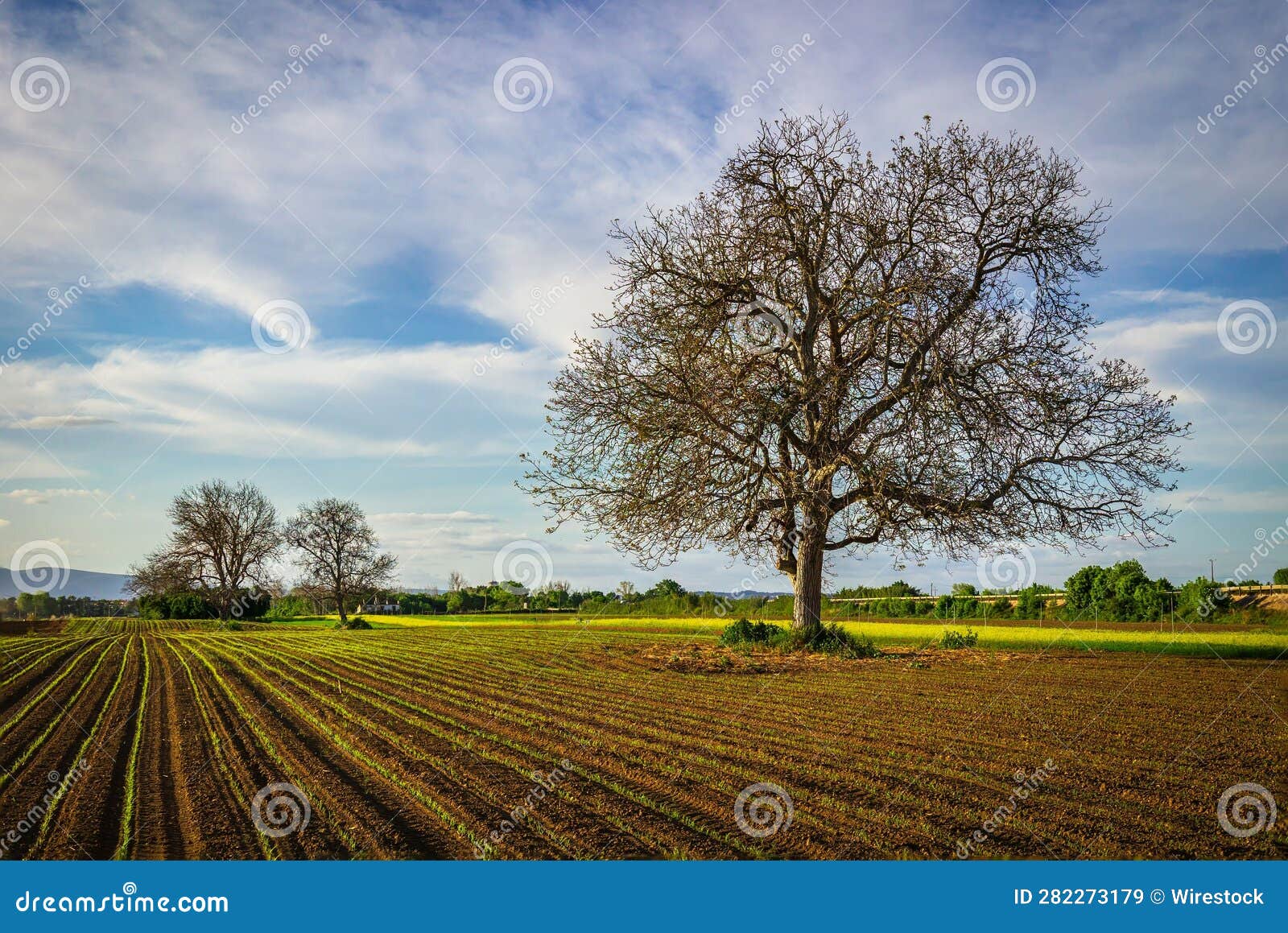 Stunning Landscape Featuring a Lush Green Field, with a Row of Bare ...