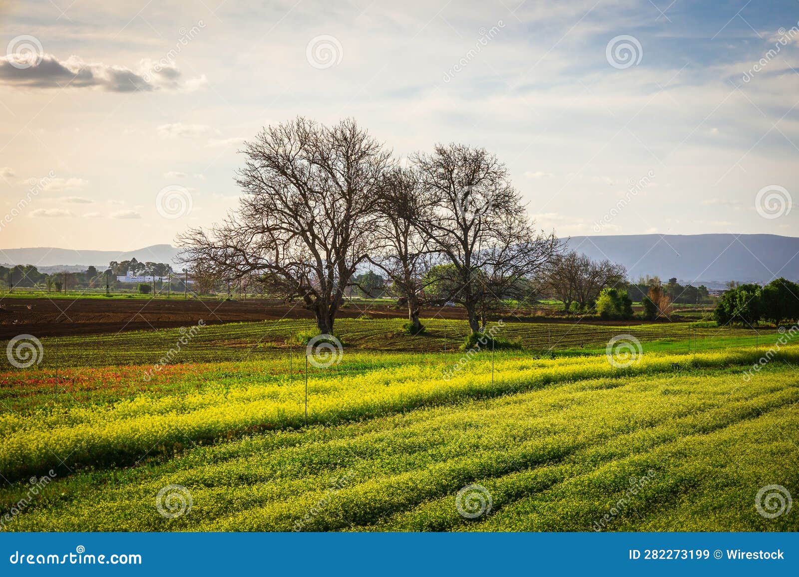 Stunning Landscape Featuring a Lush Green Field, with a Row of Bare ...