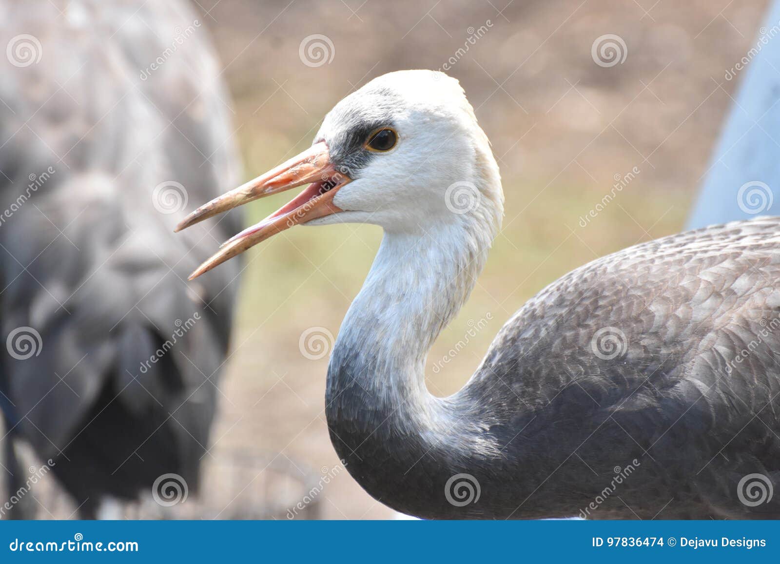 Stunning Large Hooded Crane and Long Beak Stock Photo - Image of fowl ...