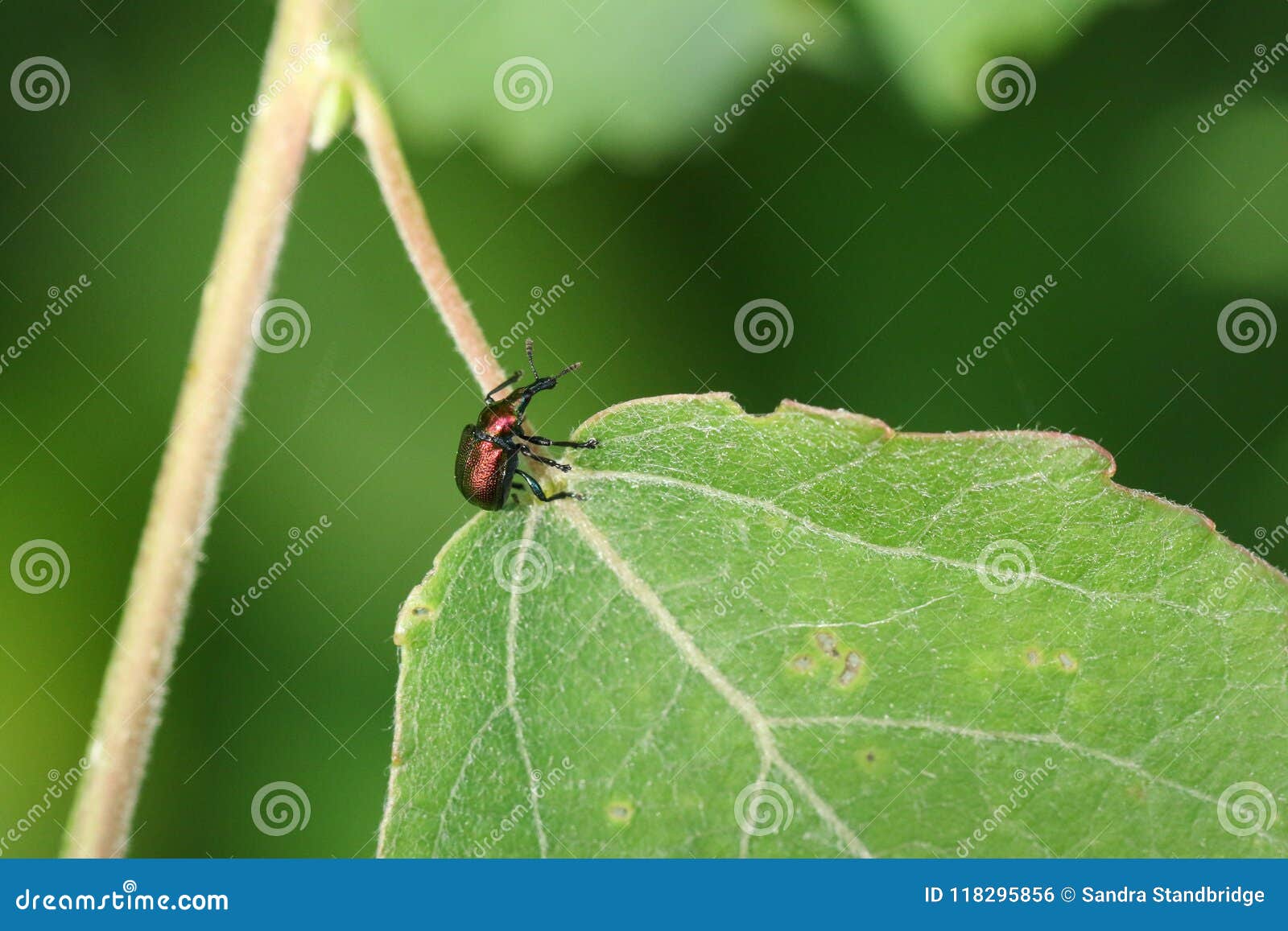 A Pretty Leaf Rolling Weevil Byctiscus Populi Perching on a Leaf. Stock ...