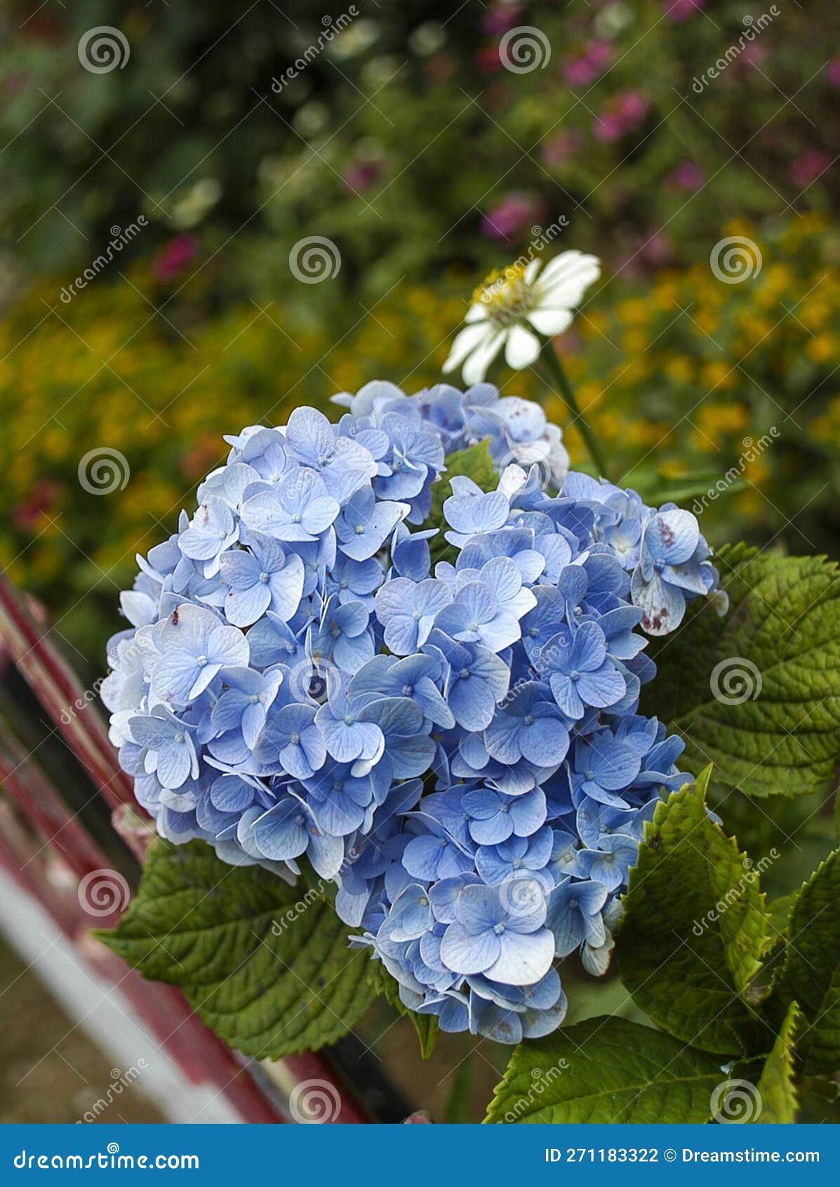 Stunning Light Blue Hydrangea Bush Stock Photo - Image of bush, meadow ...
