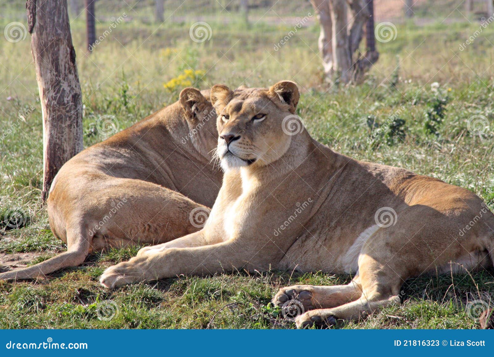 Stunning lioness stock image. Image of light, lion, mother - 21816323