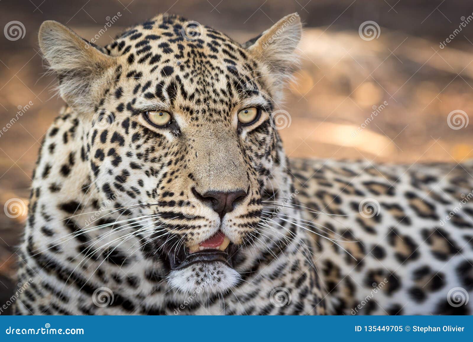 Stunning Looking Male Leopard- Close Up. Stock Image - Image of light ...
