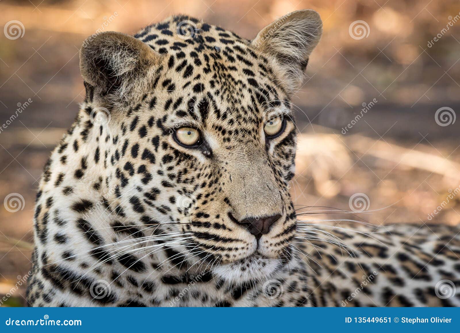 Stunning Looking Male Leopard Relaxing. Stock Image - Image of ...