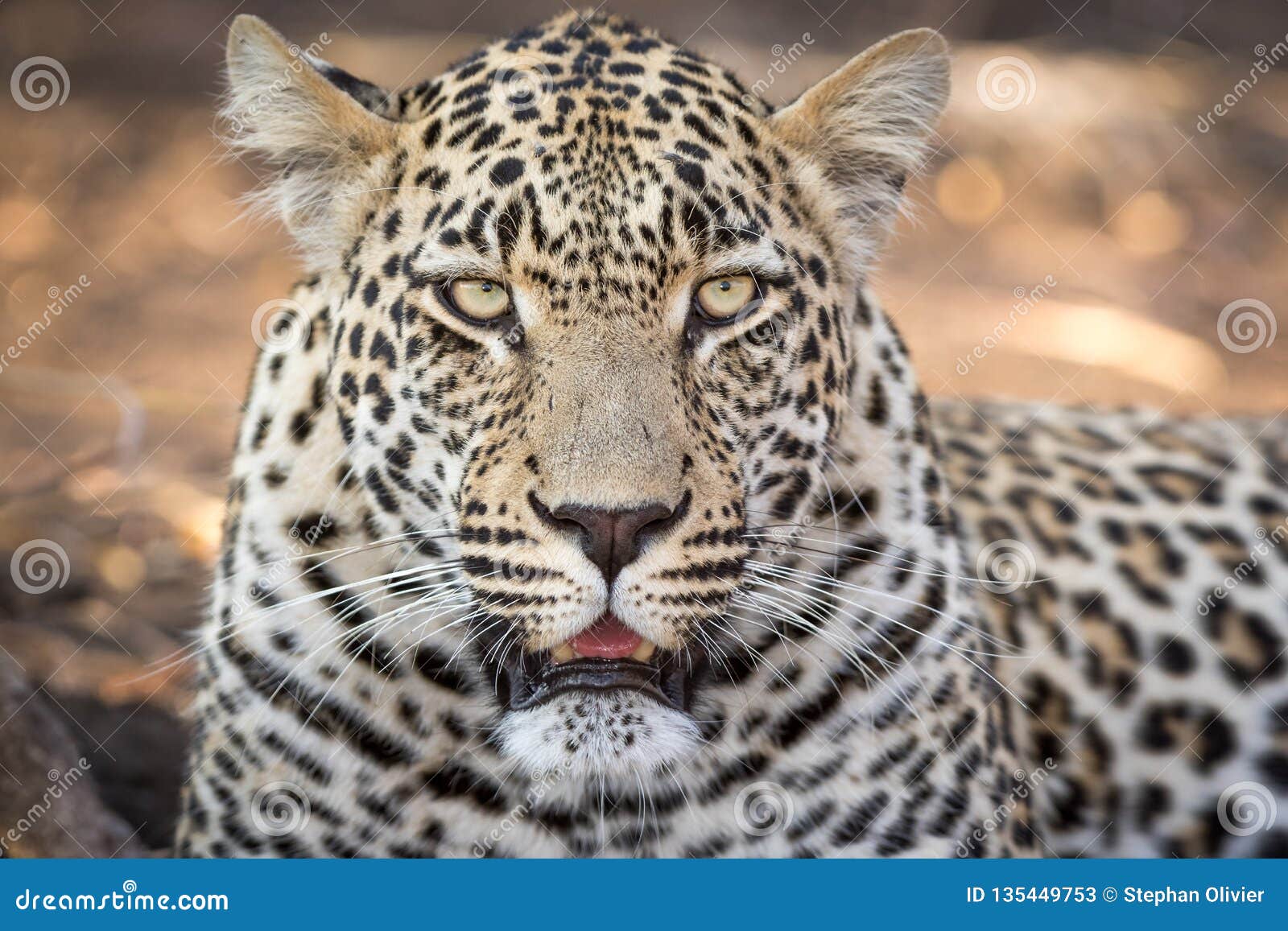 Stunning Looking Male Leopard. Stock Image - Image of dangerous, africa ...