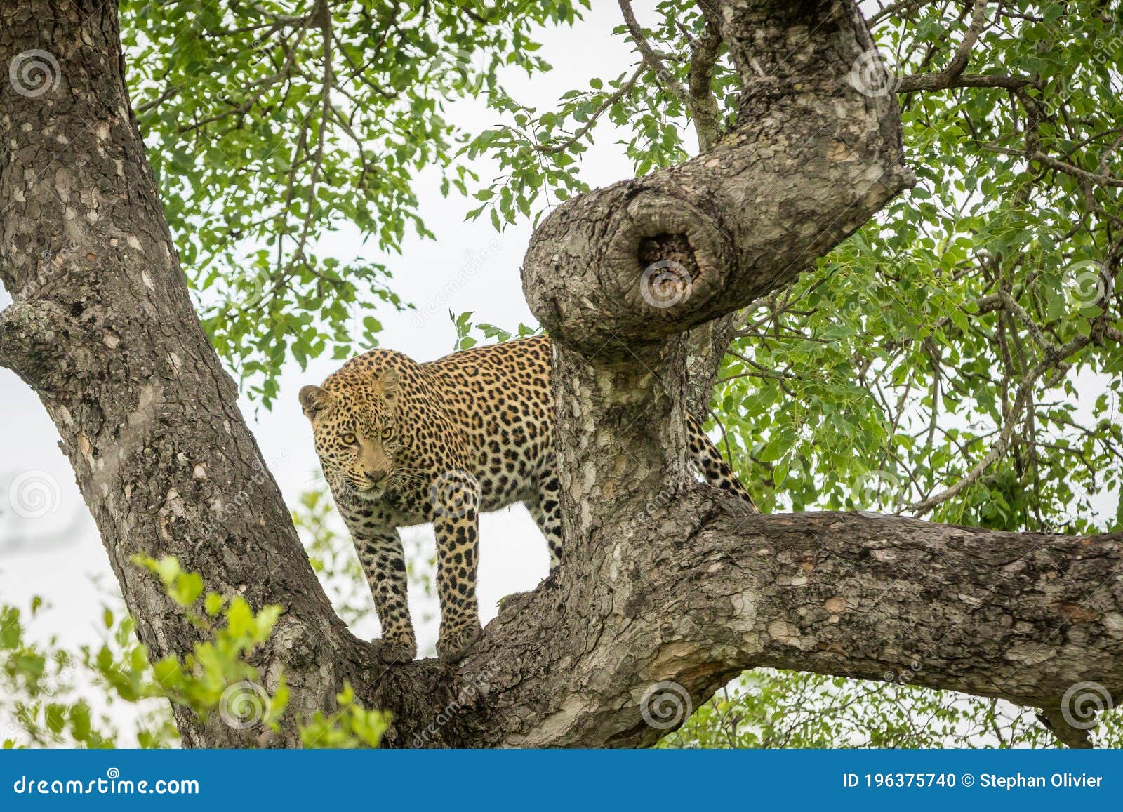 Stunning Looking Young Male Leopard in Tree. Stock Photo - Image of ...