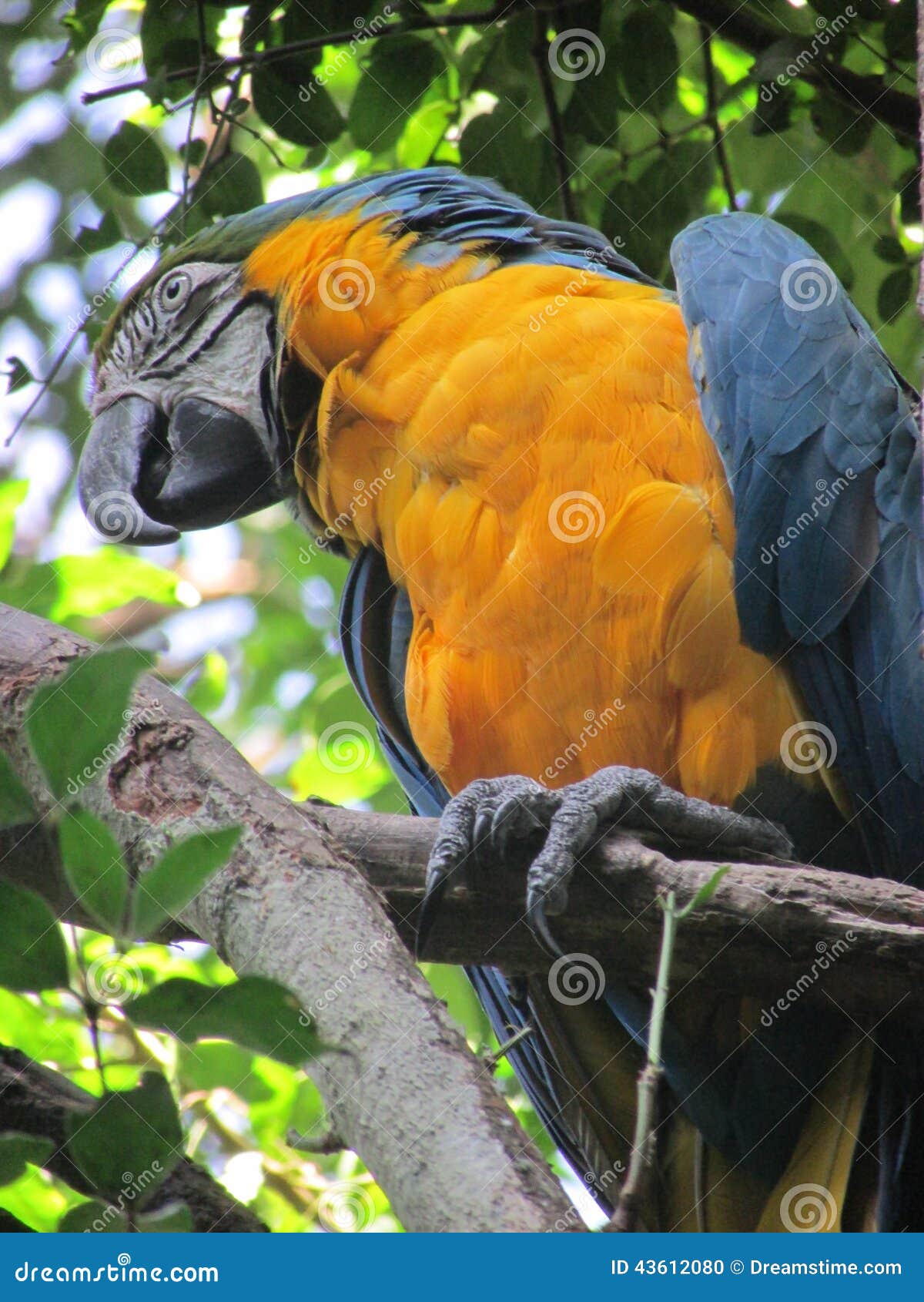 Stunning Macaw Parrot in the Forest Stock Photo - Image of claws ...
