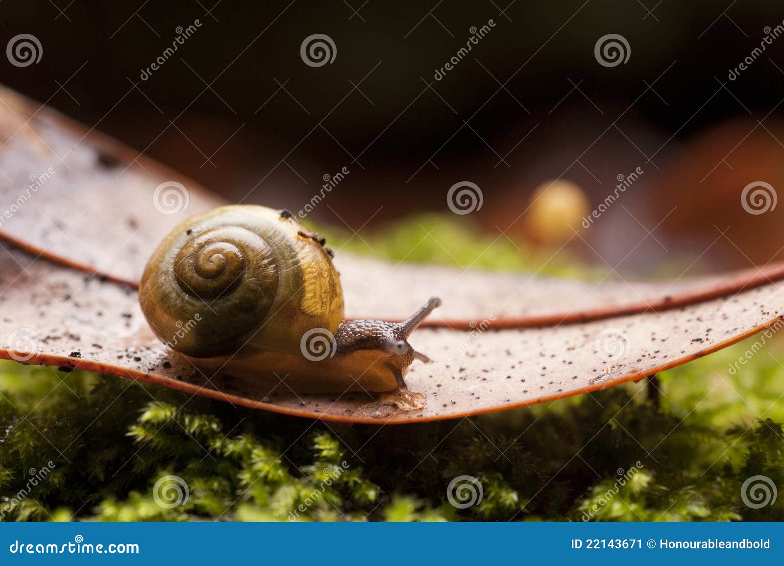 Stunning Macro of Common Garden Snail Stock Image - Image of gastropod ...