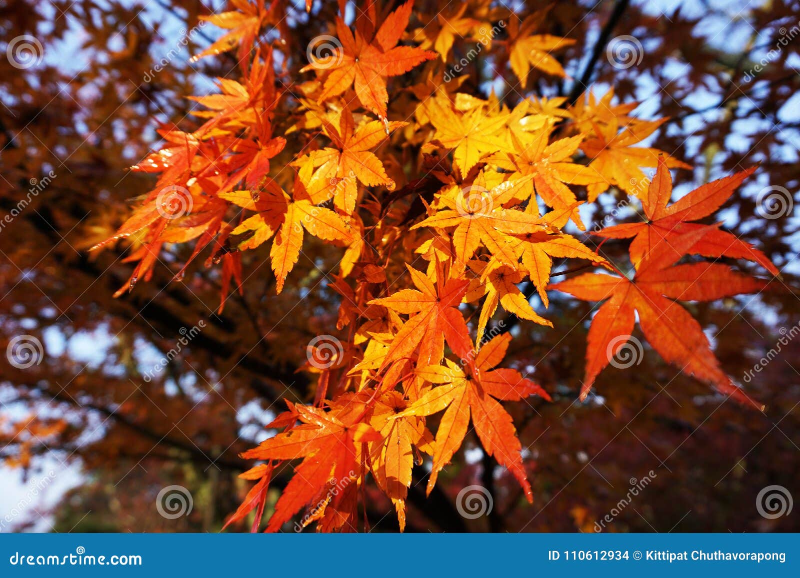 The morning of Maple Leaf stock photo. Image of leaf - 110612934