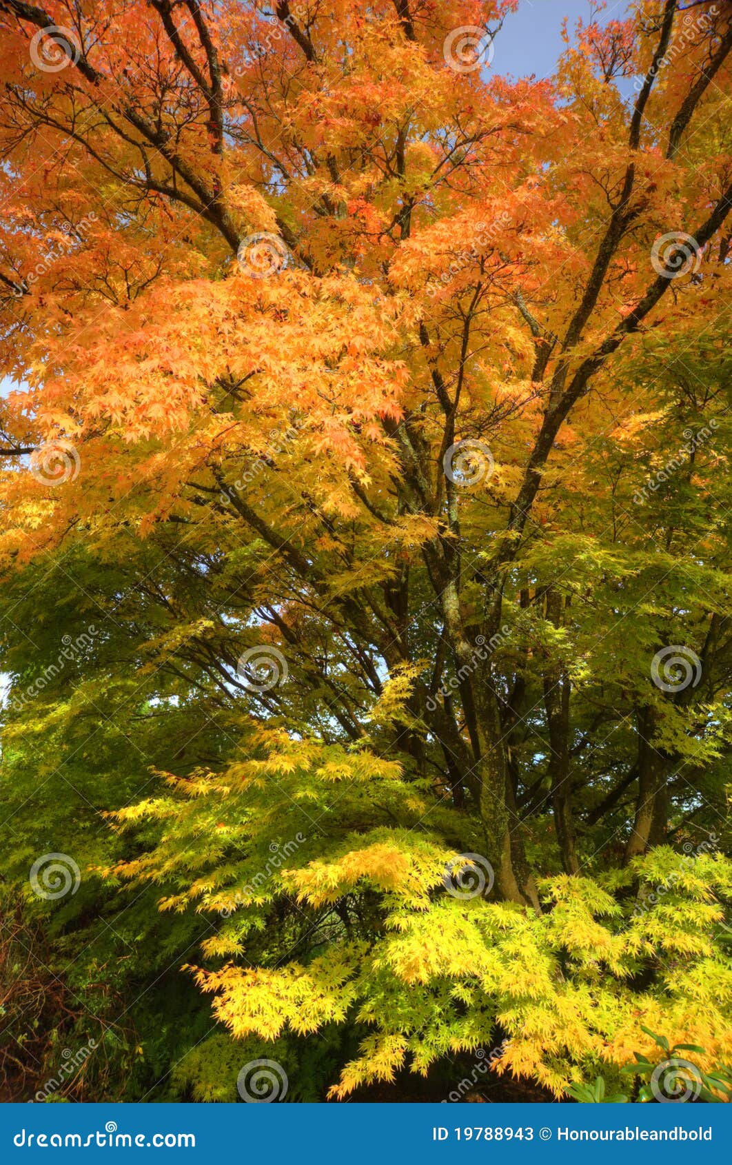 Stunning Maple Tree with Glorious Autumn Color Stock Image - Image of ...