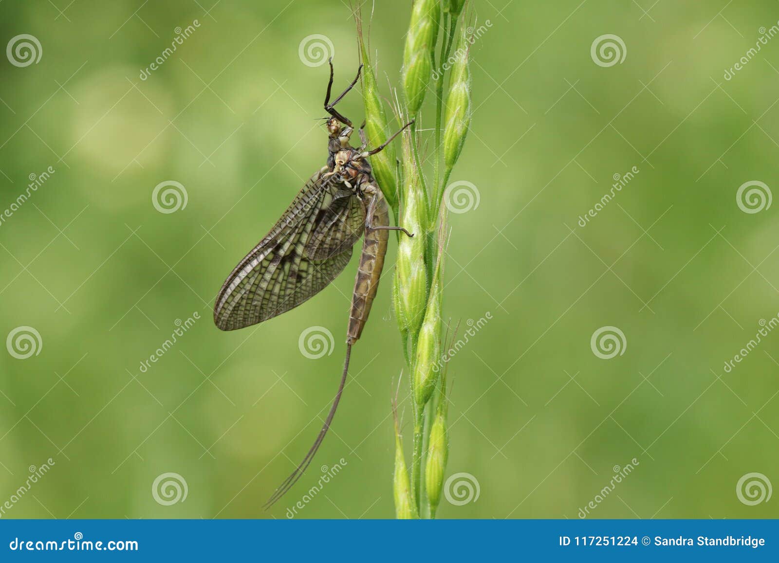 A Beautiful Mayfly Ephemera Vulgata Perching on Grass Seeds. Stock ...