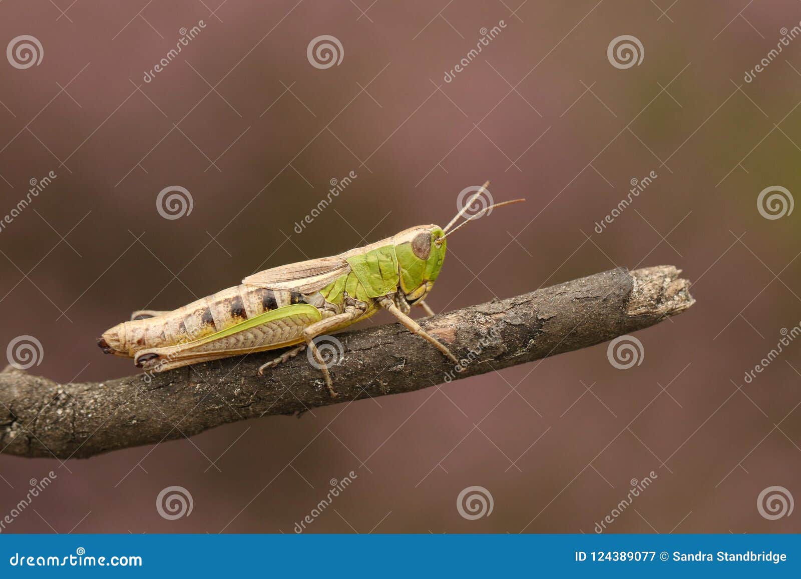 A Pretty Meadow Grasshopper Chorthippus Parallelus Perching on a Twig ...