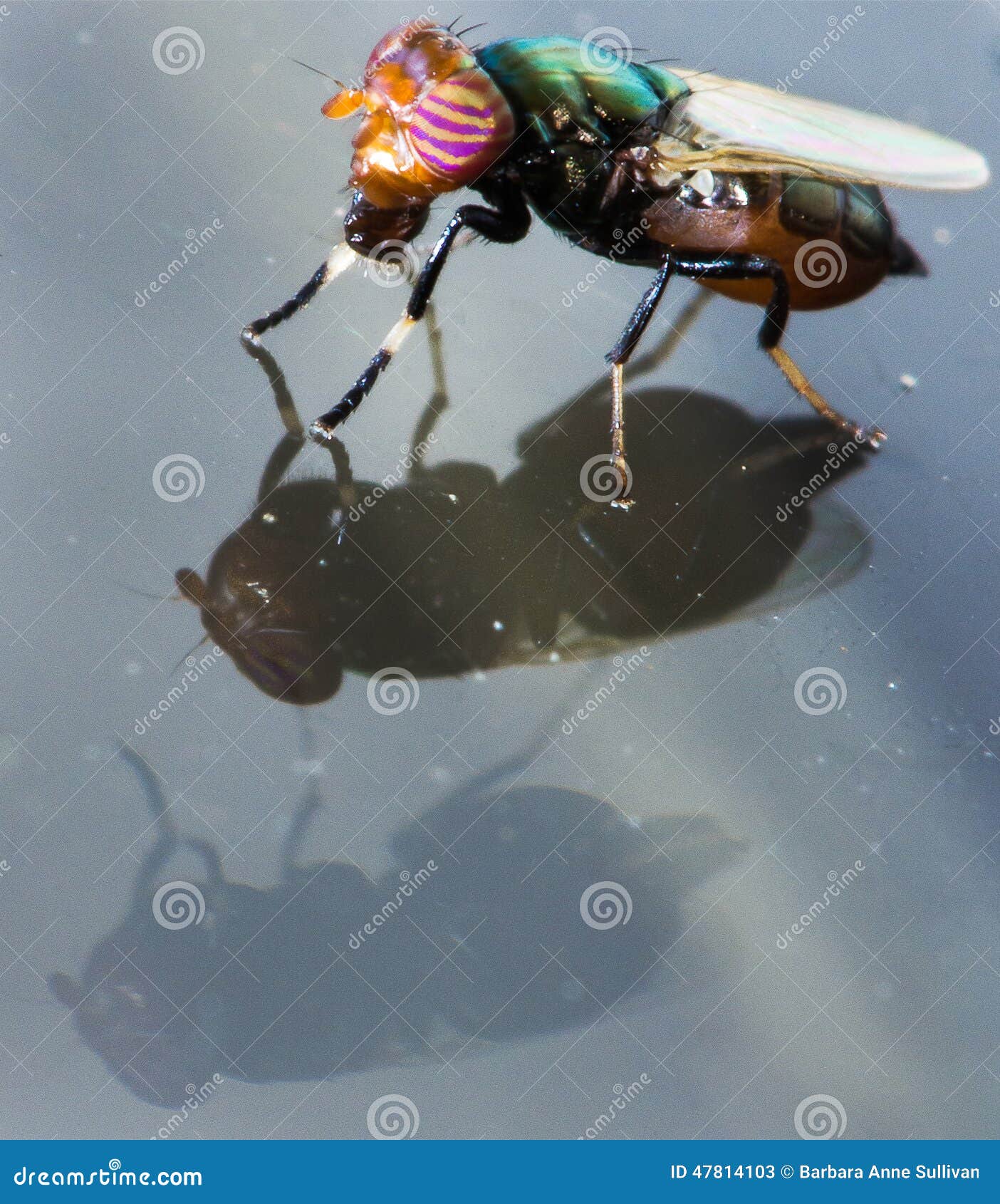 Stunning Multi Colored Fly Above Double Reflectioin Stock Image - Image ...