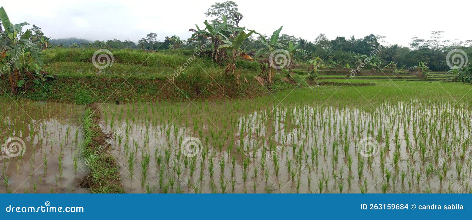 Stunning Natural Rice Field Views Stock Photo - Image of natural, field ...