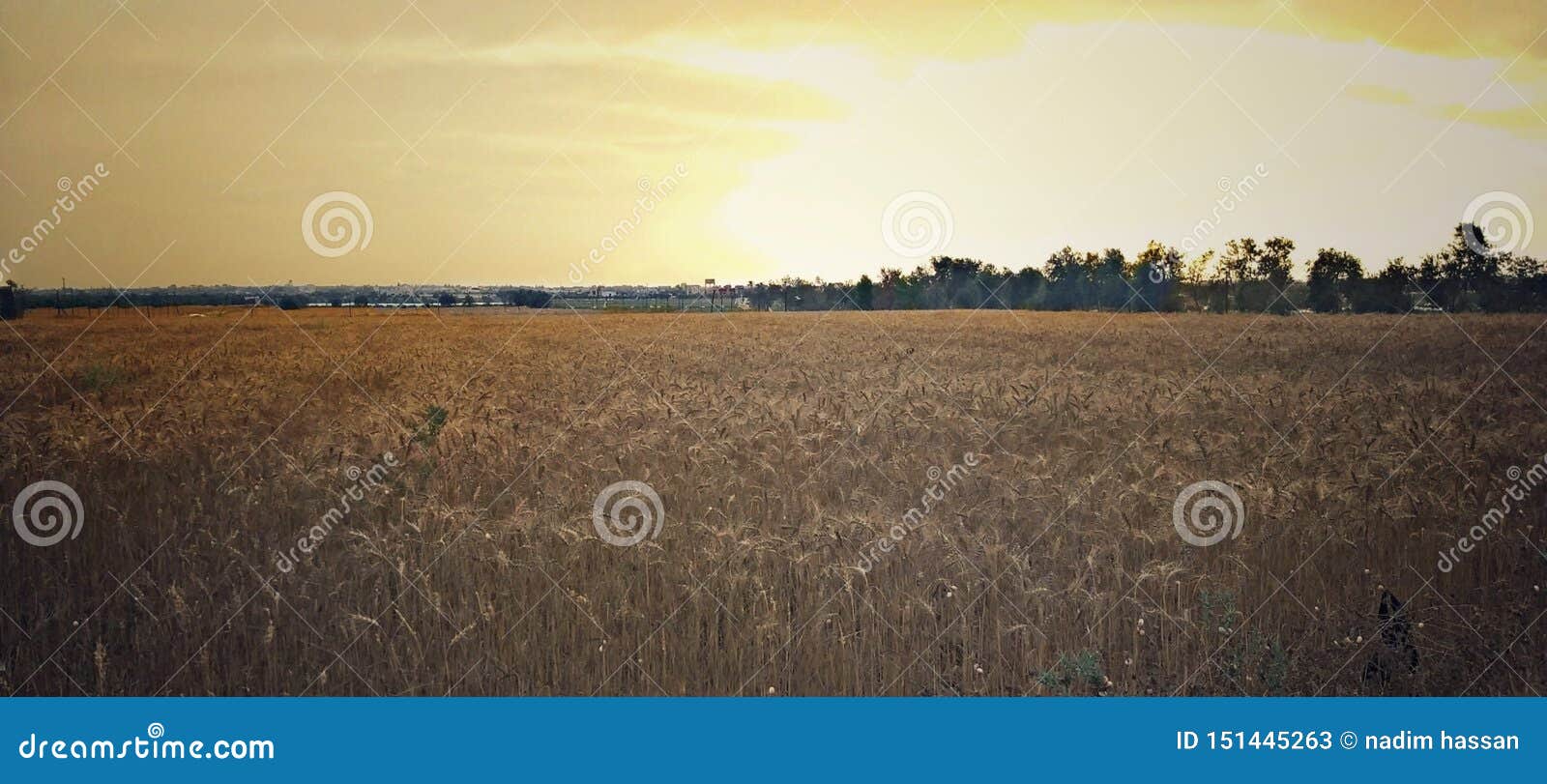 Stunning nature stock image. Image of wheatseason, wheatandbarley ...