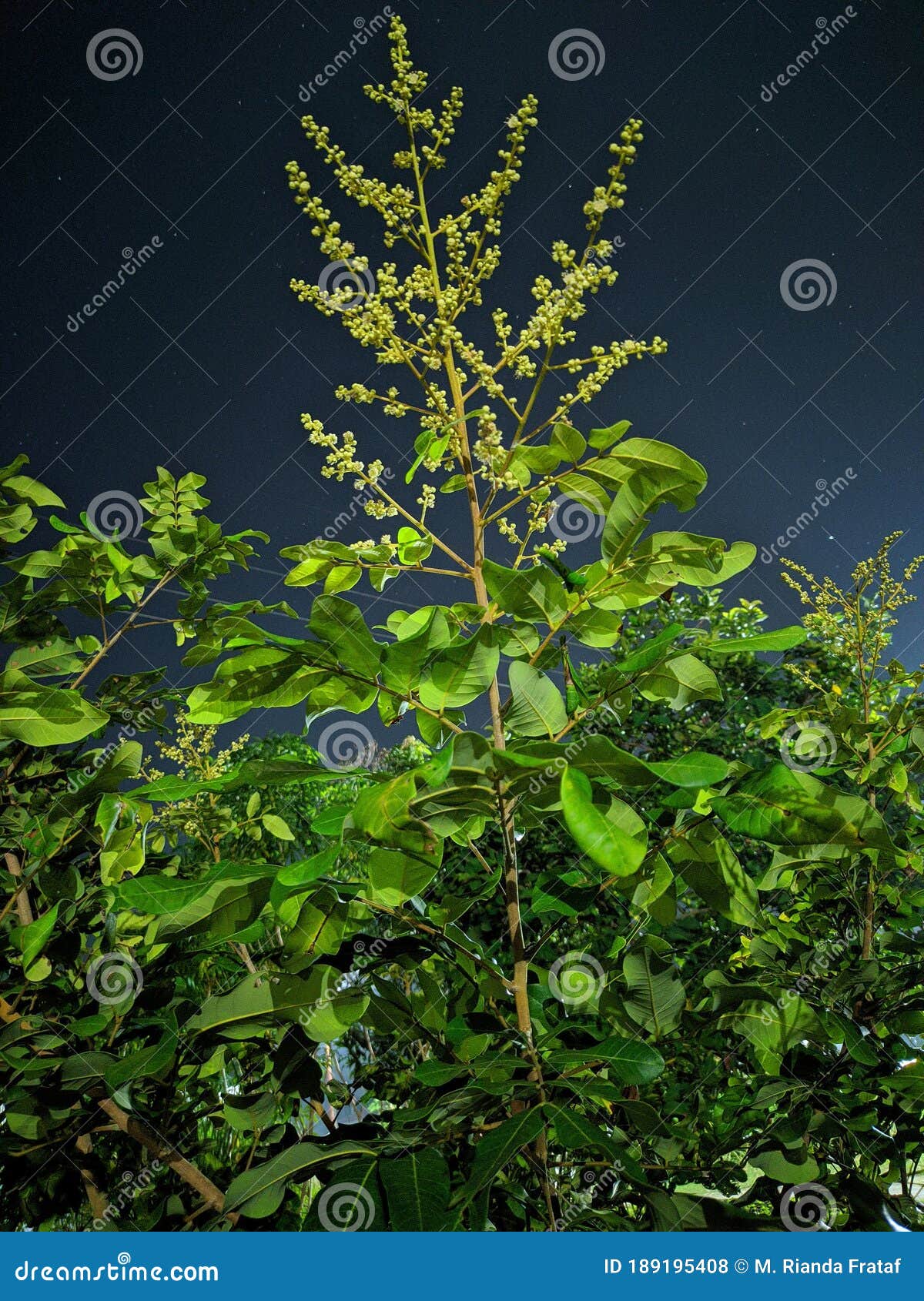 Stunning night time tree stock photo. Image of flowers - 189195408
