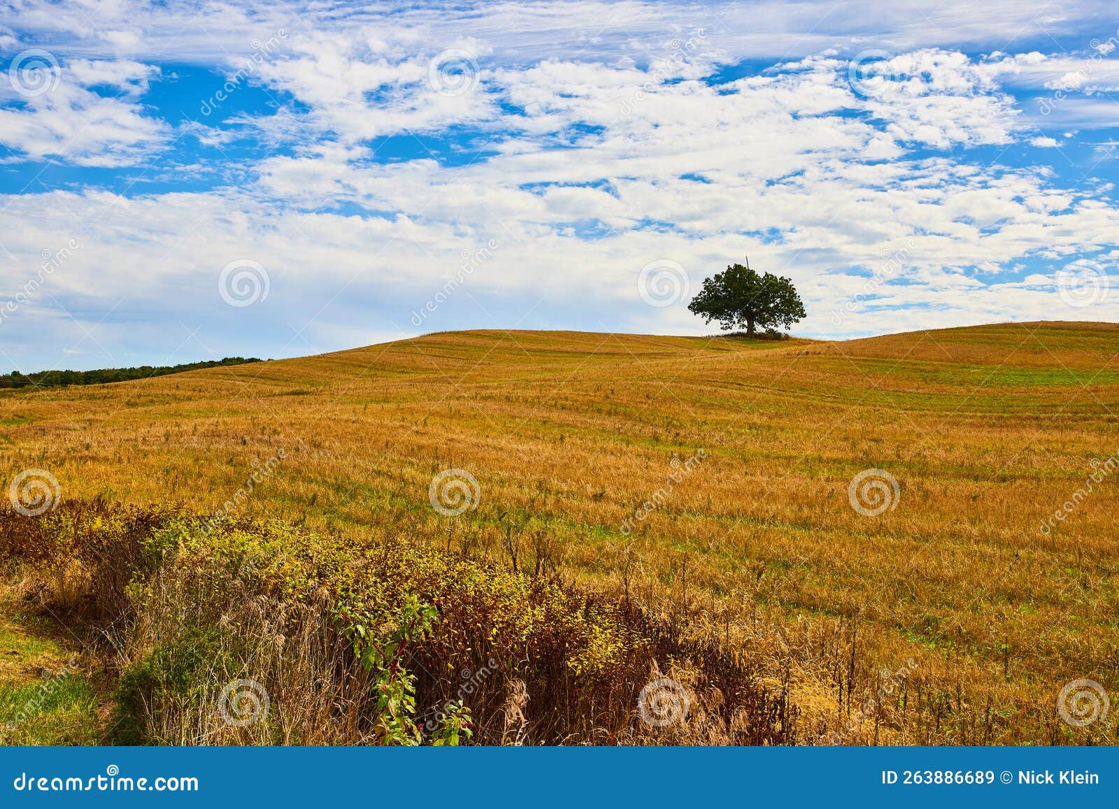 Stunning Open Tan Grass Fields and Hills with Lone Green Tree and Blue ...