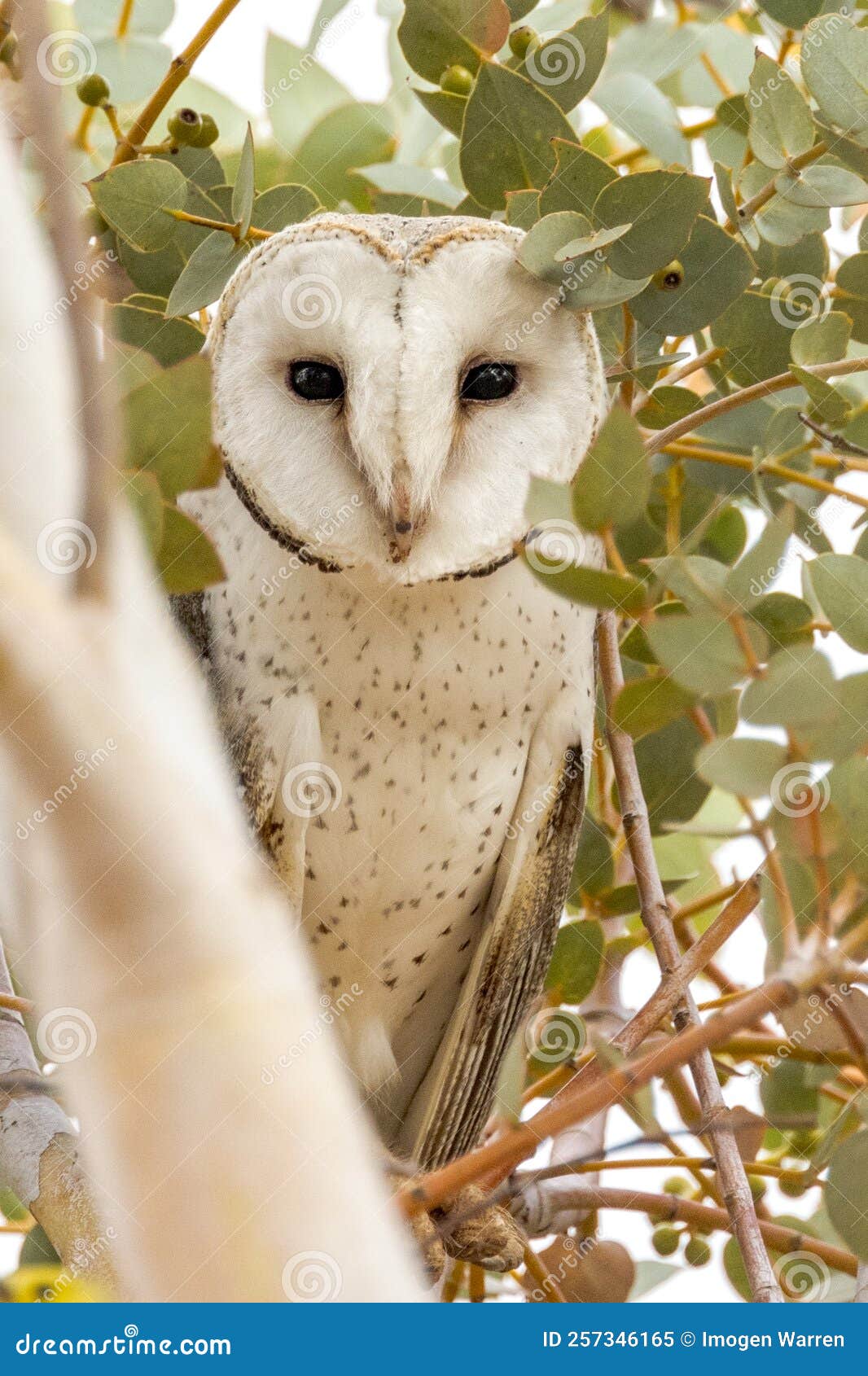 Eastern Barn Owl in South Australia Stock Image - Image of endemic ...