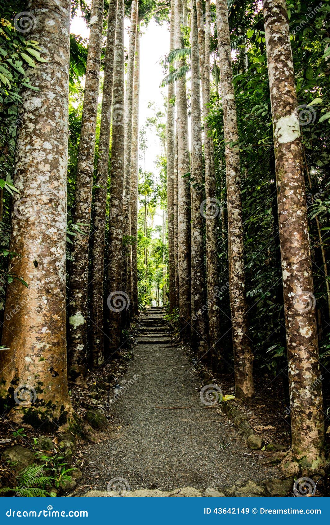 Stunning Pathway in the North of Australia Stock Image - Image of ...