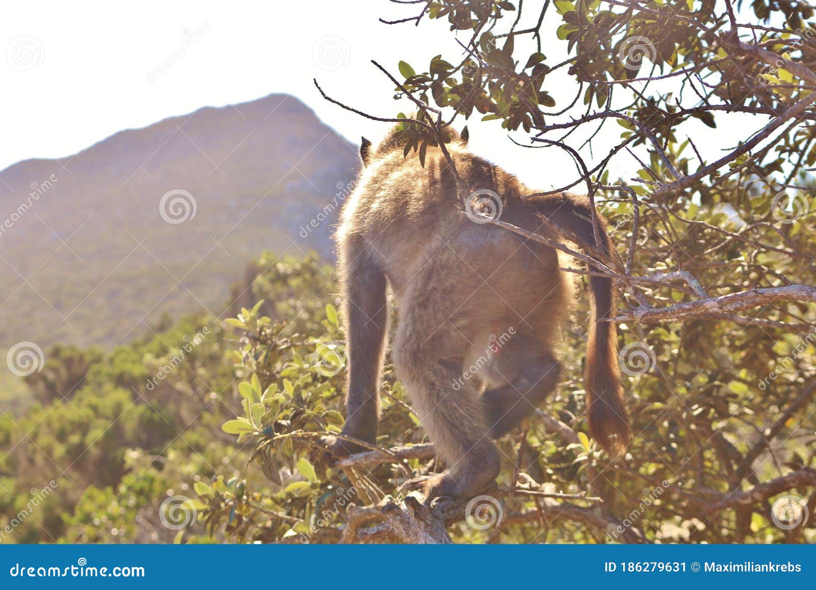 Stunning Perspective of a Capuchin Monkey at Cape Point Stock Image ...