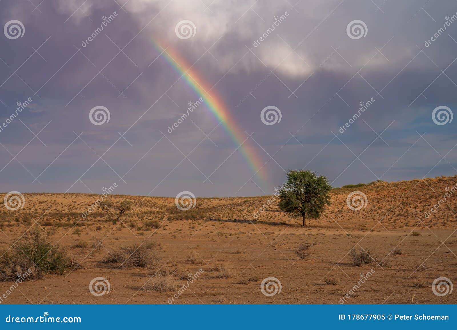 Tree with a Rainbow in the Background in the Open Fields Stock Image ...