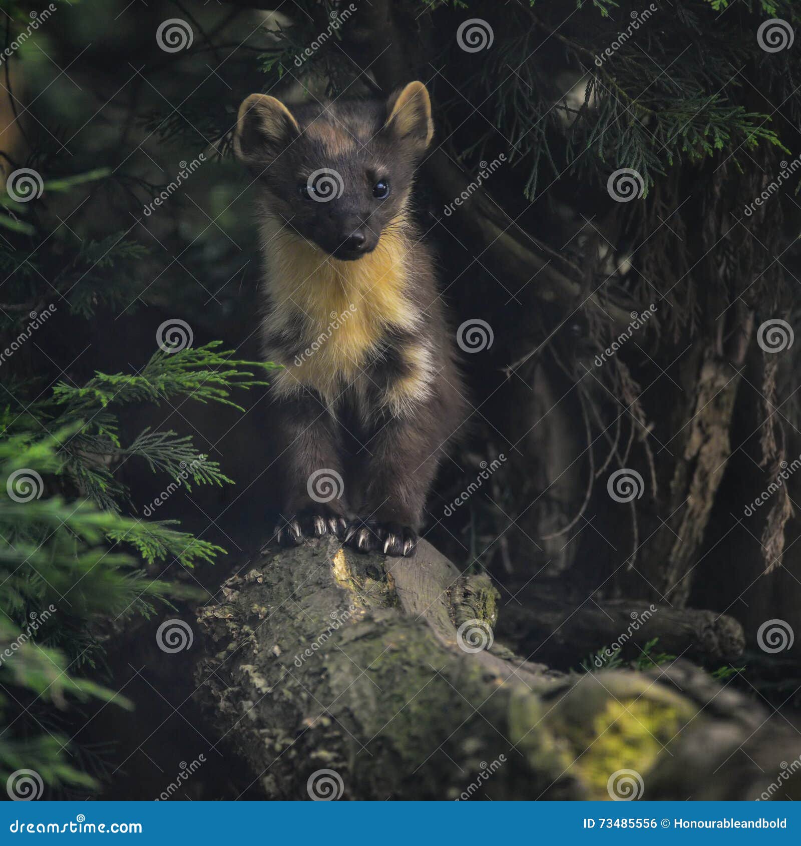 Stunning Pine Martin Martes Martes on Branch in Tree Stock Photo ...