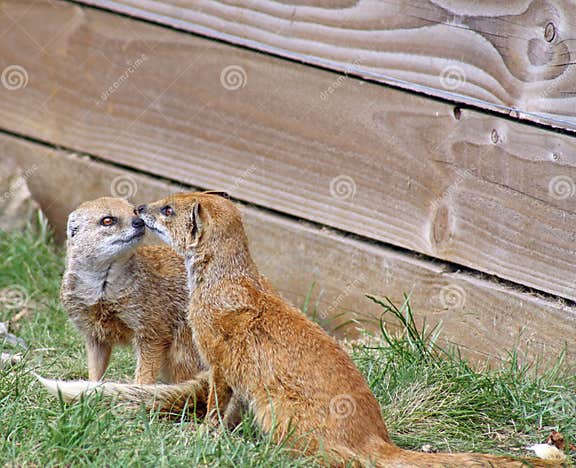 Stunning playful mongoose stock photo. Image of alert - 20410608