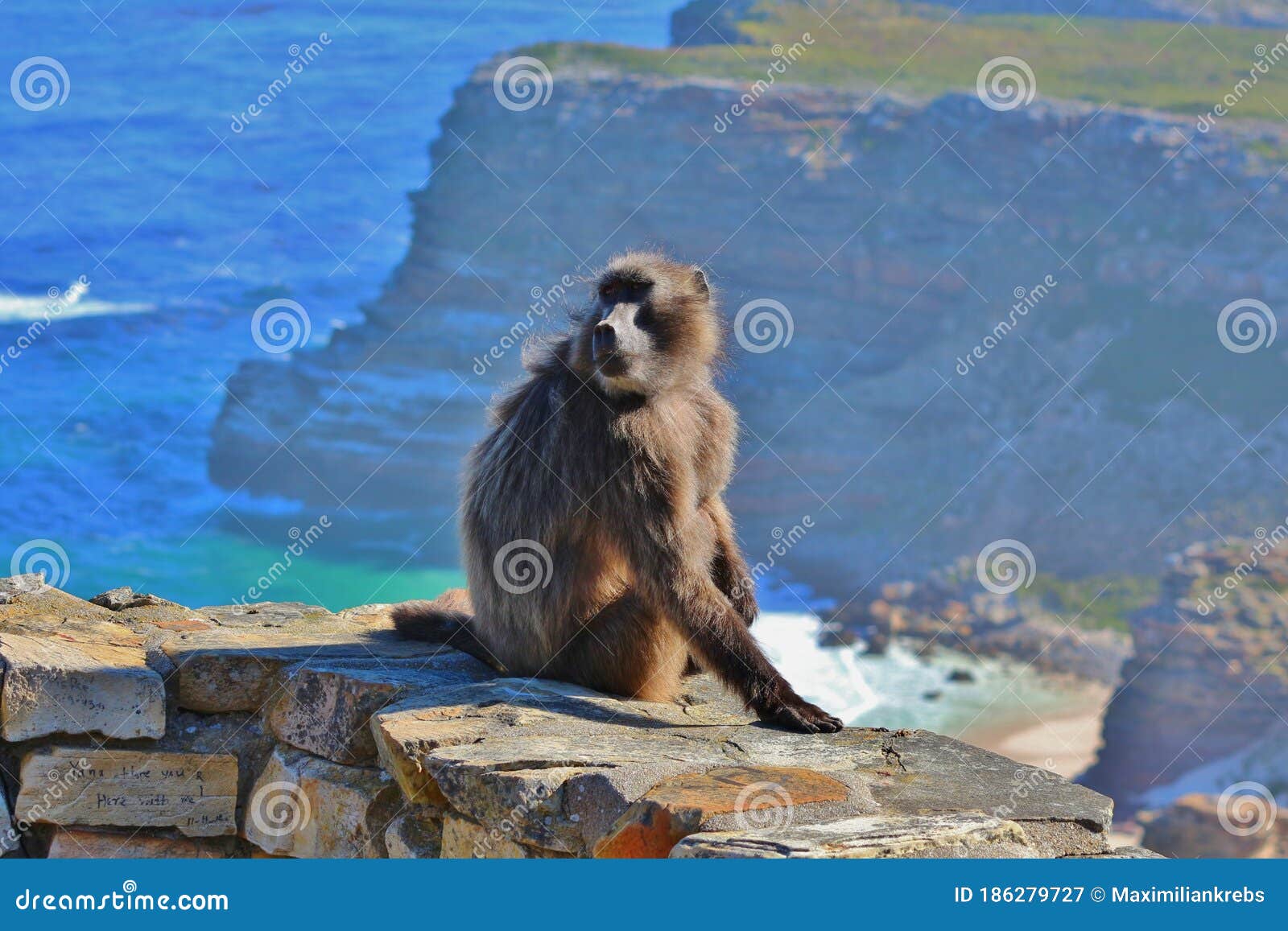 Stunning Porttrait of Capuchin Monkey at Cape Point Stock Image - Image ...