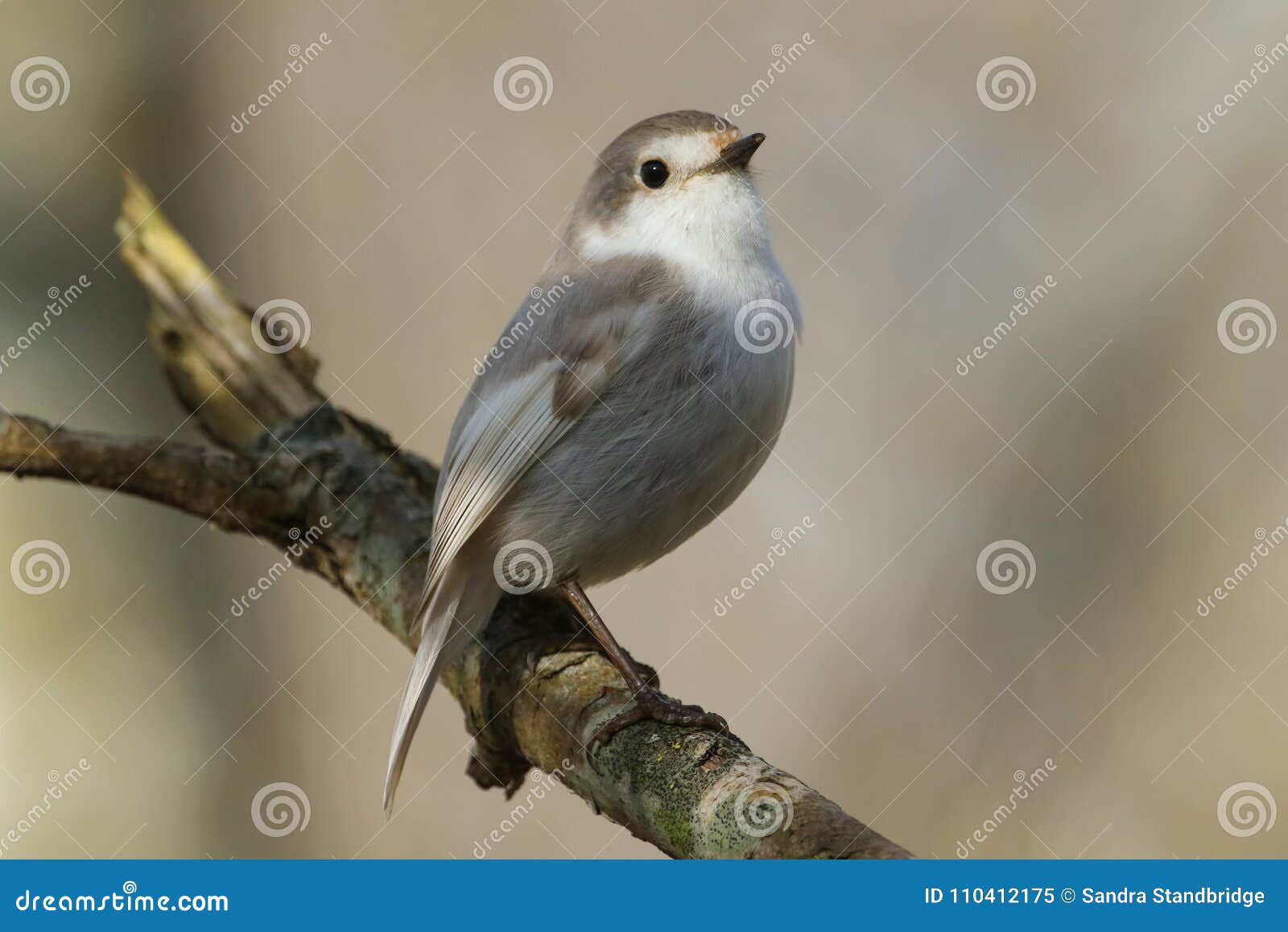 A Rare Leucistic Robin Erithacus Rubecula Perched on a Branch in a Tree ...