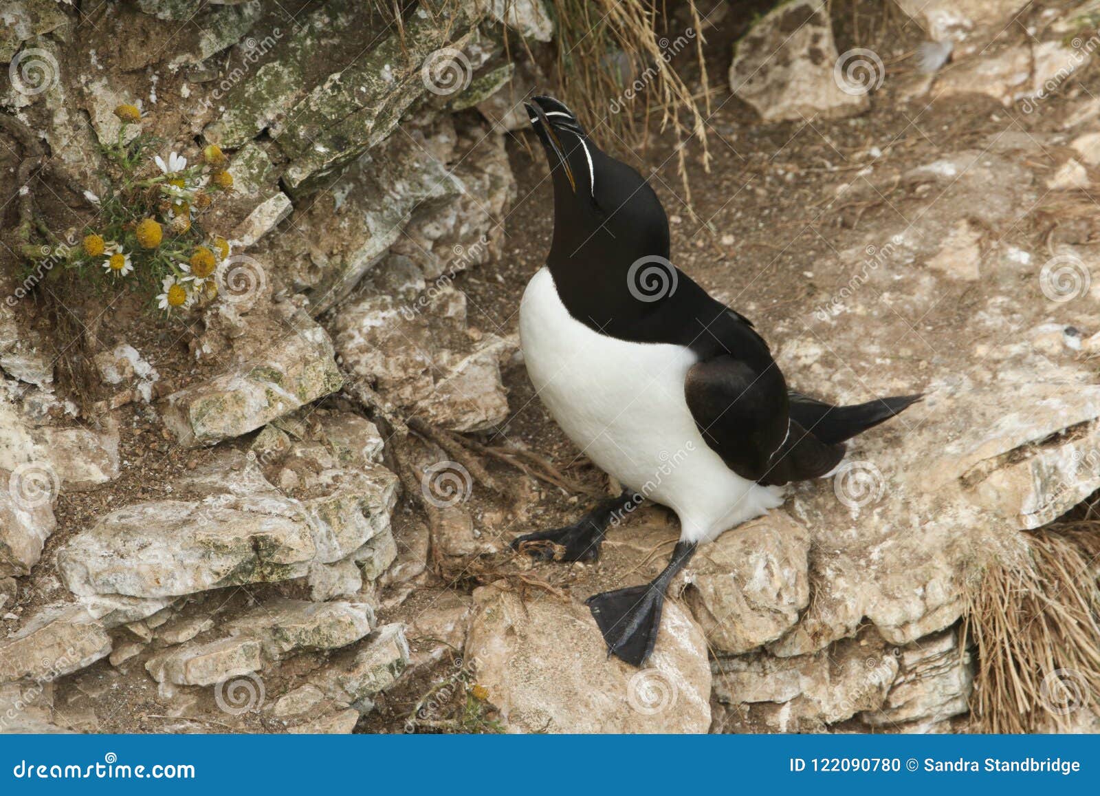 A Stunning Razorbill Alca Torda Perching on the Edge of a Cliff in the ...