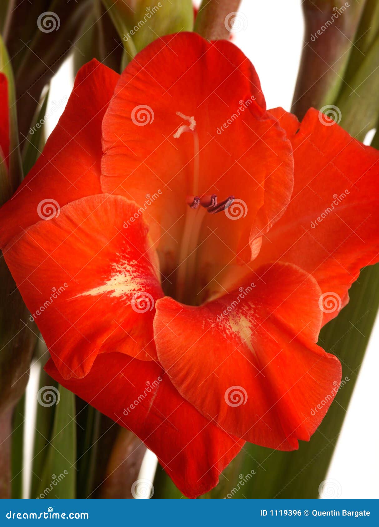 Stunning Red Gladiolus Glower Stock Photo - Image of south, gladdies ...