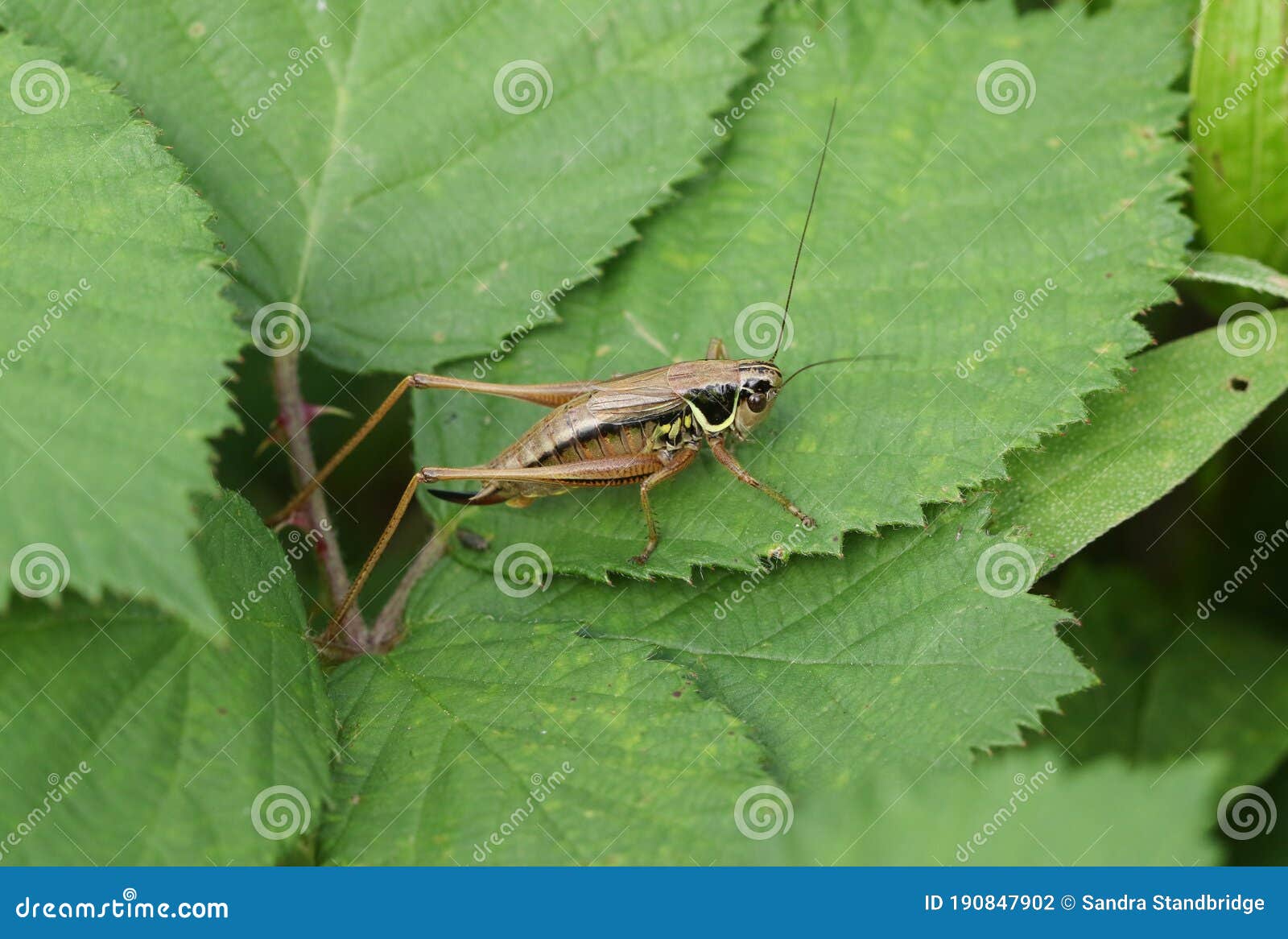 A Roesel`s Bush-cricket, Metrioptera Roeselii, Resting on a Bramble ... A Roesel`s Bush-cricket, Metrioptera Roeselii, Resting on a Bramble ...