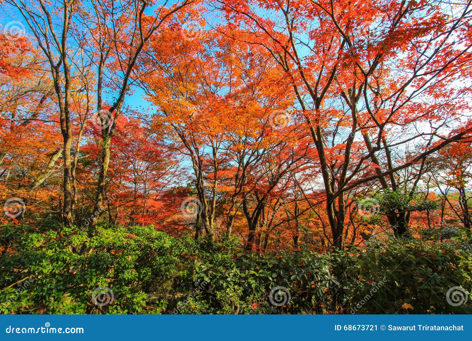 Stunning Scene from Japanese Forest Stock Image - Image of blue, scene ...