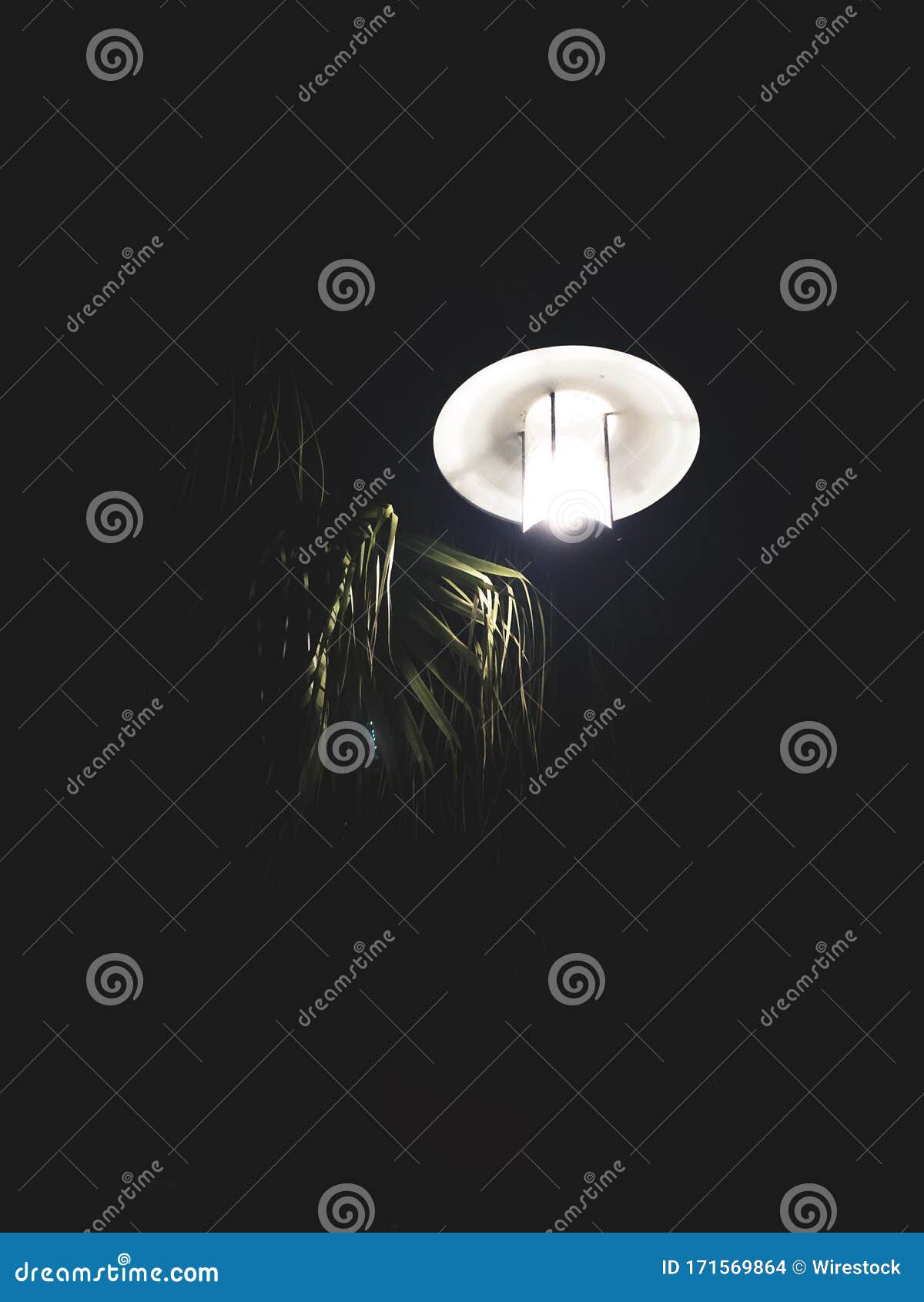 Stunning Shot of a Lamp Post in the Dark beside a Tree Stock Photo ...