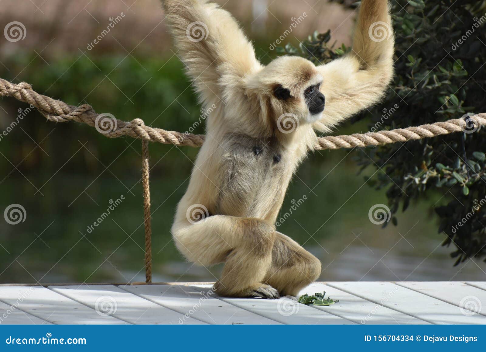 Beautiful Langur Monkey with Arms Outstretched Stock Photo - Image of ...