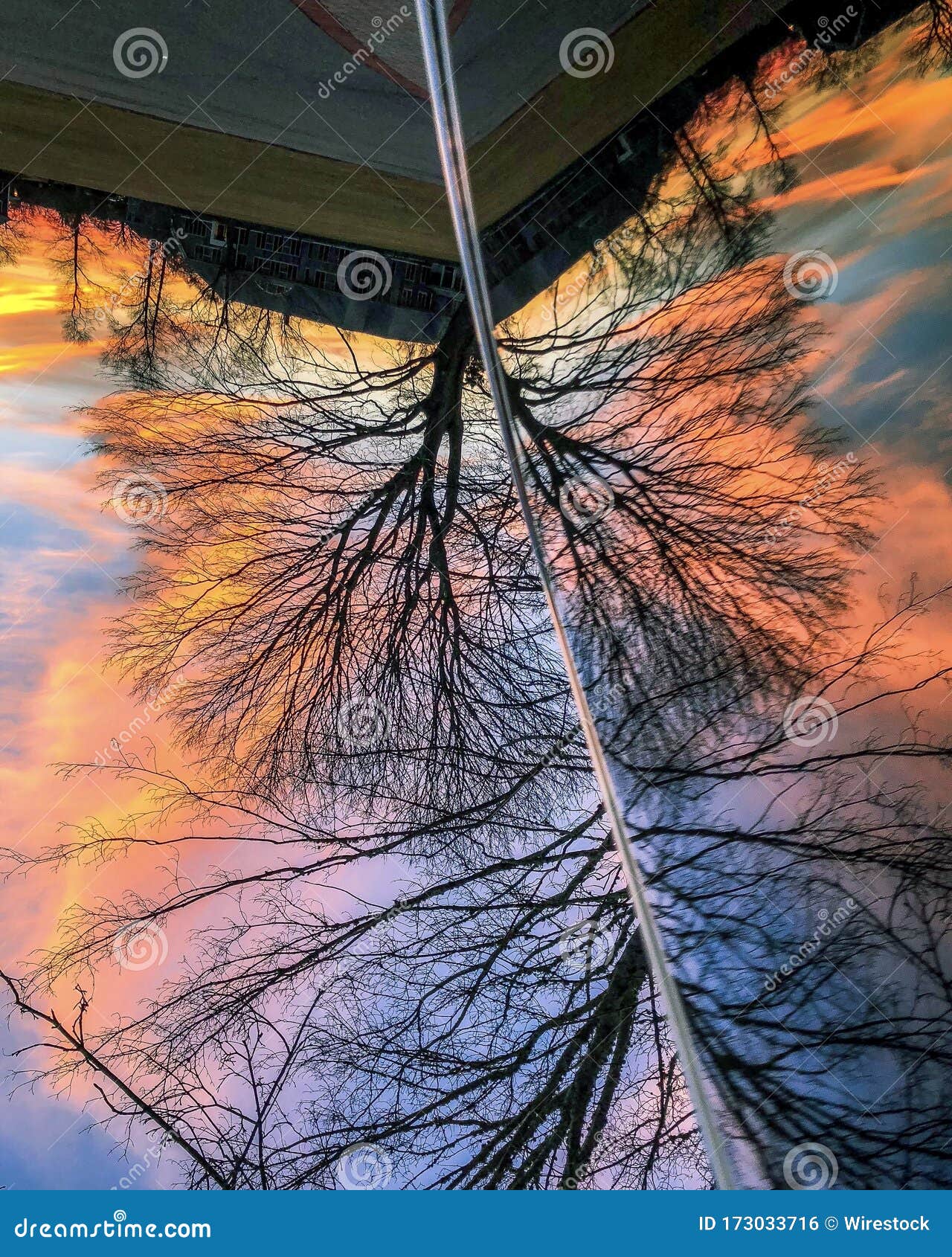 Stunning Shot of an Upside Down Reflection of a Park with Trees during ...