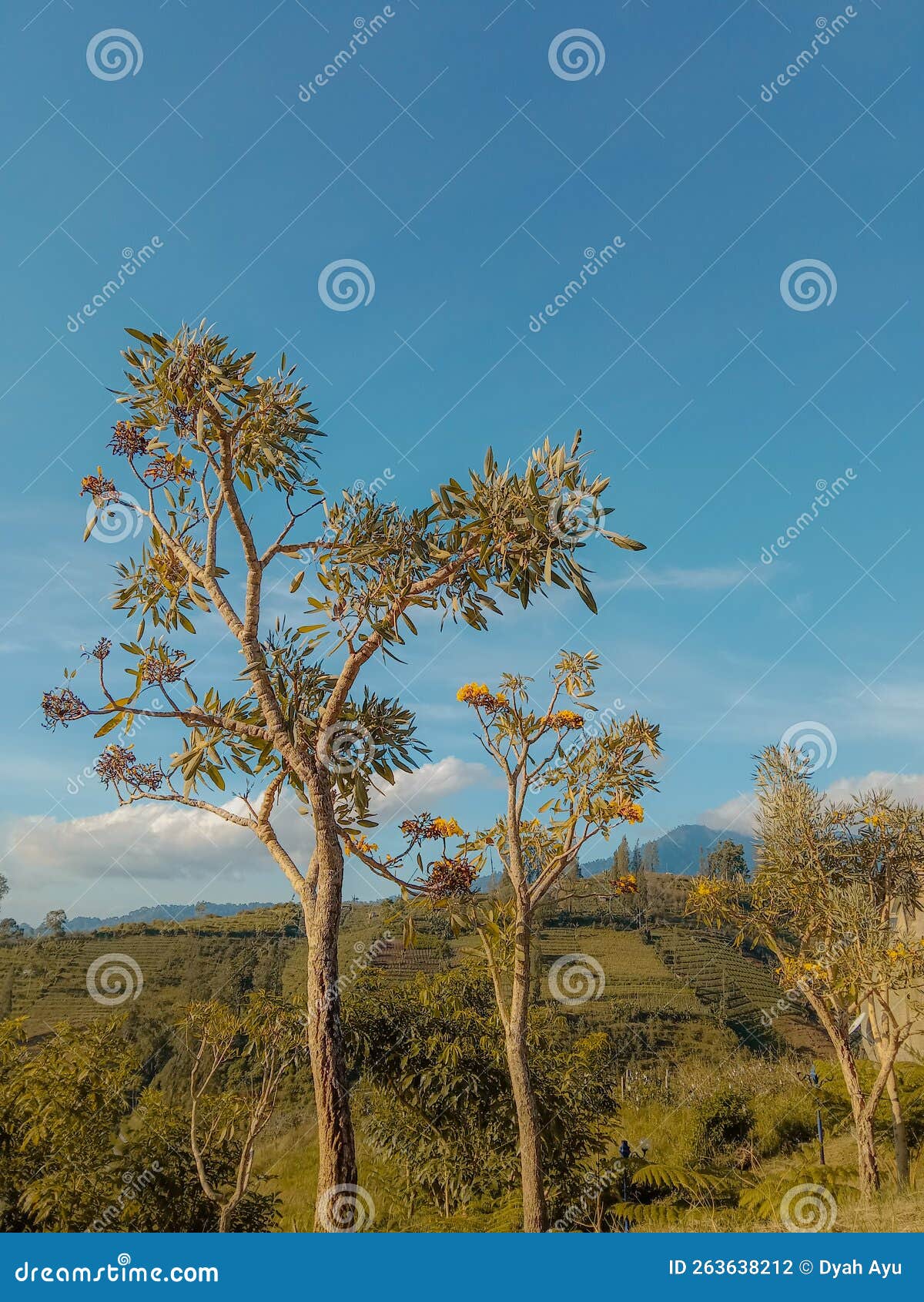 Stunning Sparkling Light on the Tree Stock Photo - Image of glare ...
