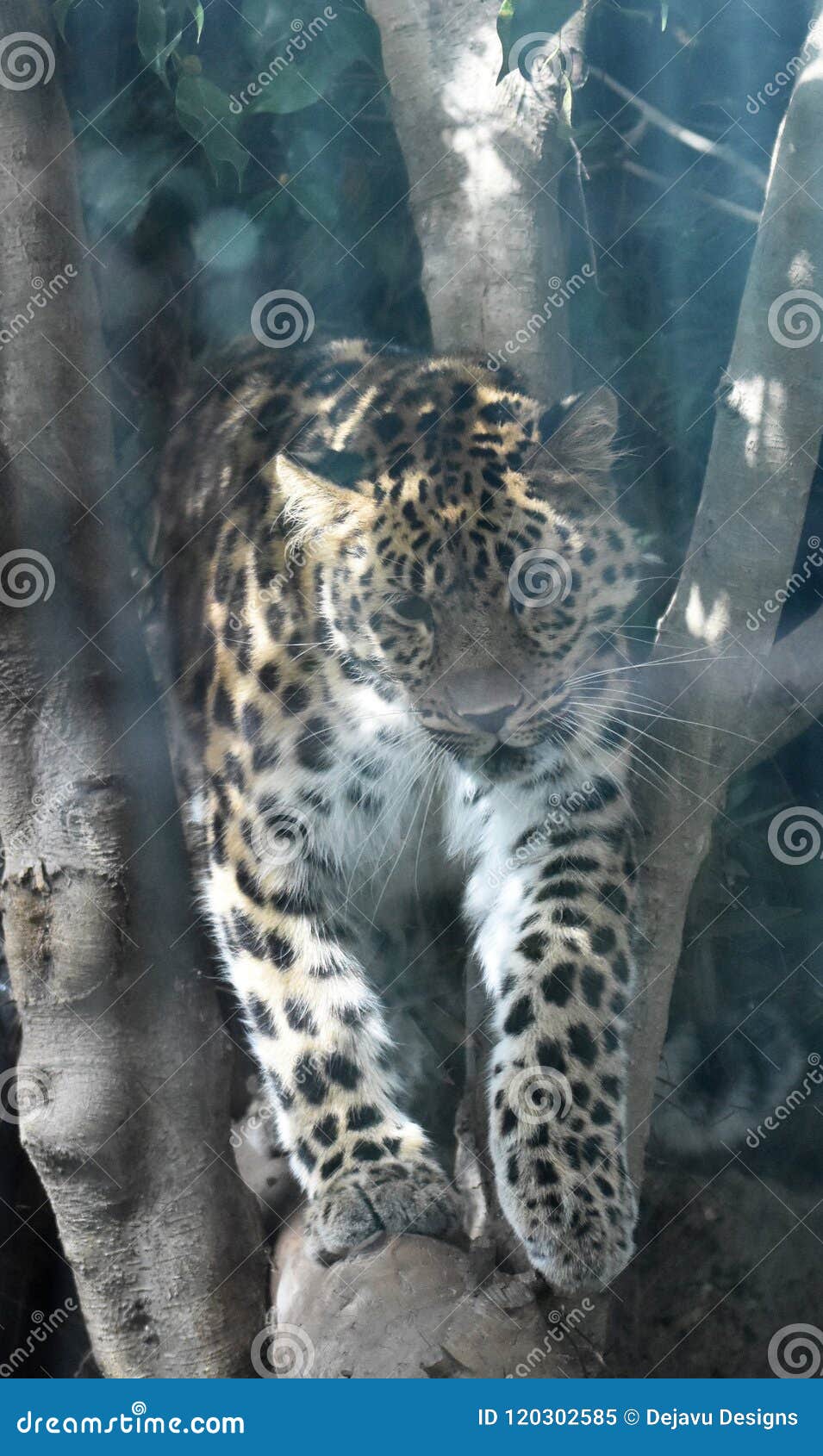 Stunning Spotted Leopard Stalking Its Prey on a Log Stock Image - Image ...