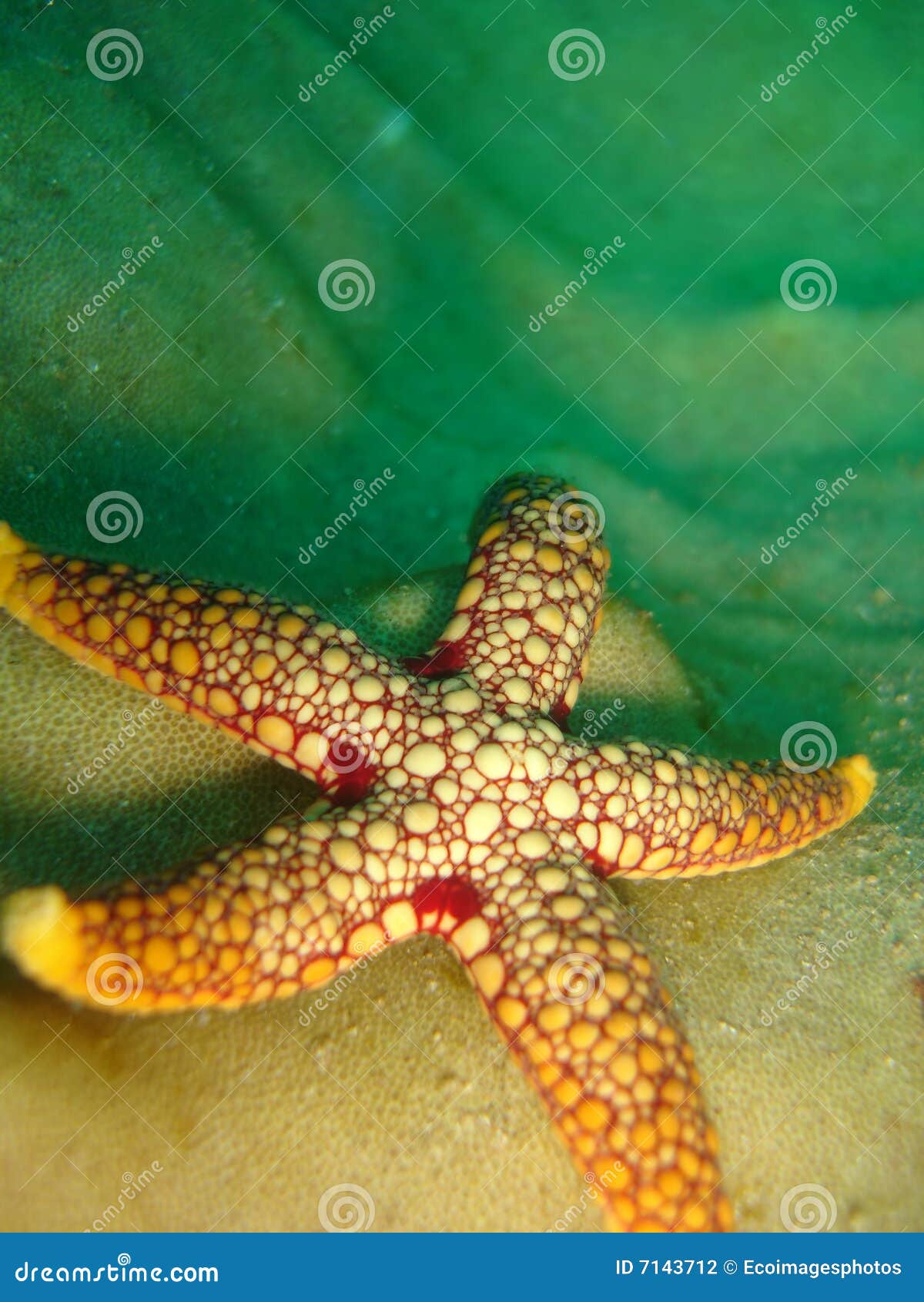 Stunning Starfish stock photo. Image of travel, fish, explore - 7143712