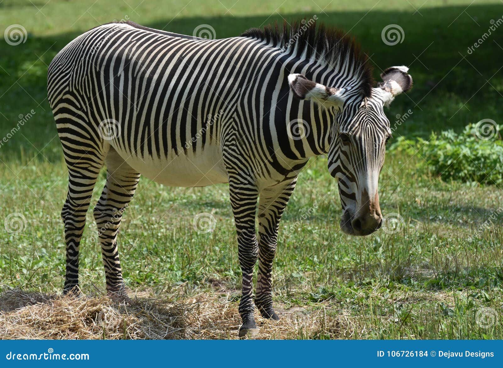 Stunning Striped Zebra Grazing on Grass in a Field Stock Photo - Image ...