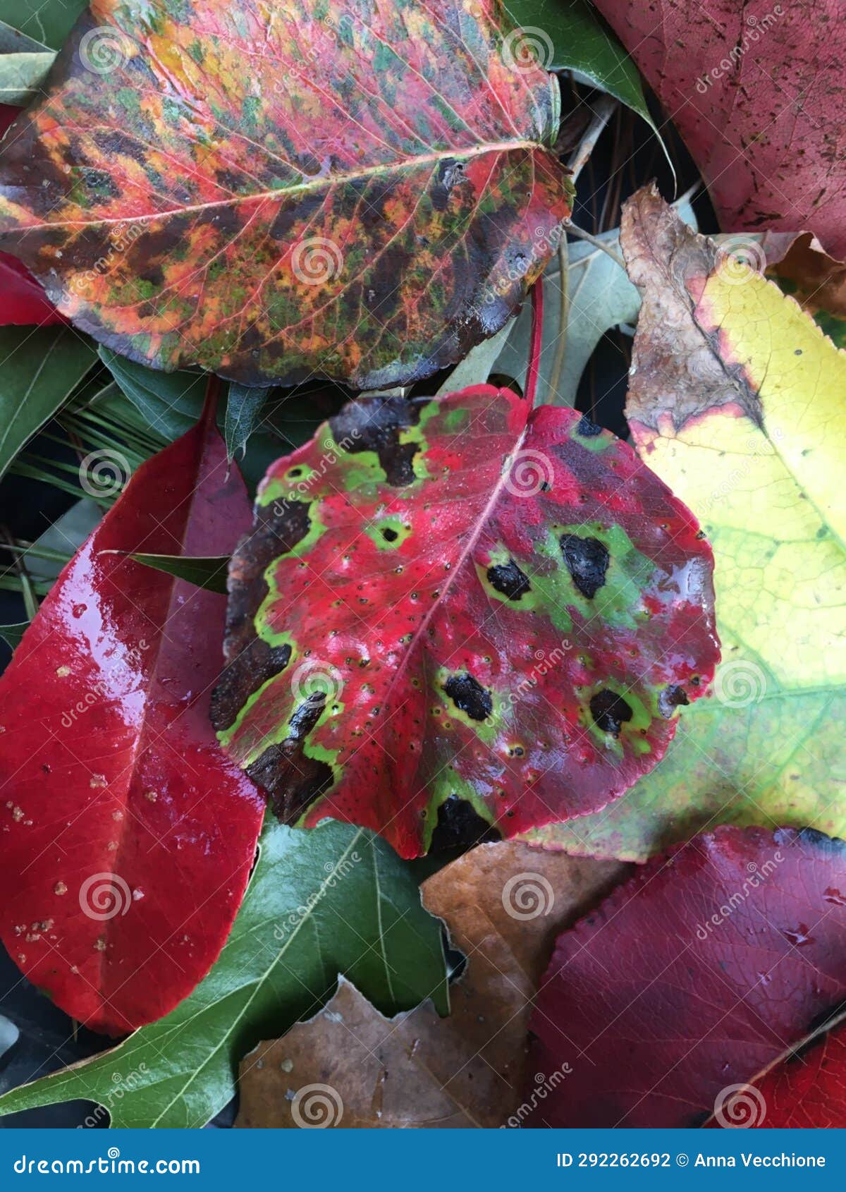 Stunning Strong Autumn Colors Stock Photo - Image of strong, green ...